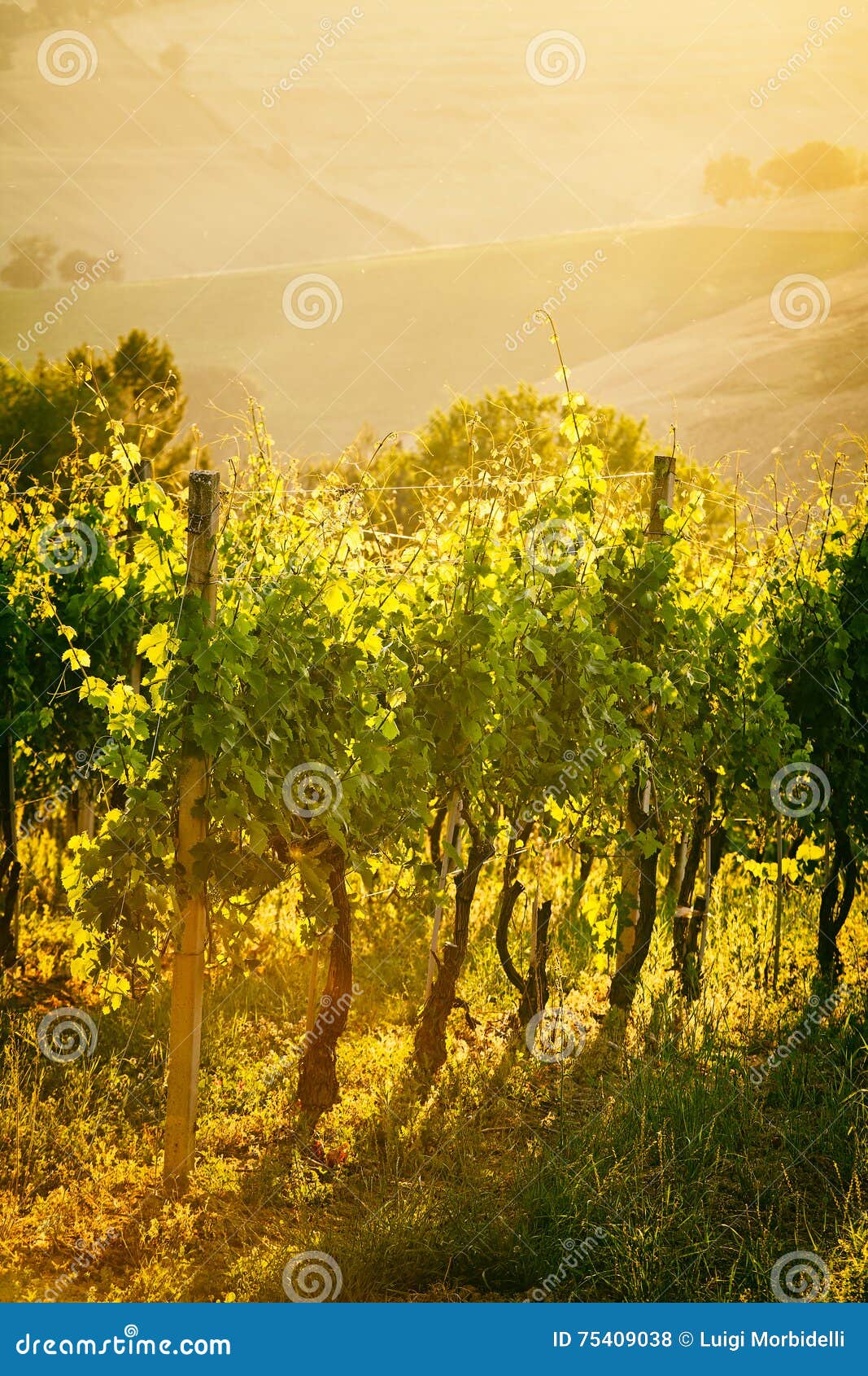 Vineyard Rows in Backlight in Marche, Italy Stock Photo - Image of ...
