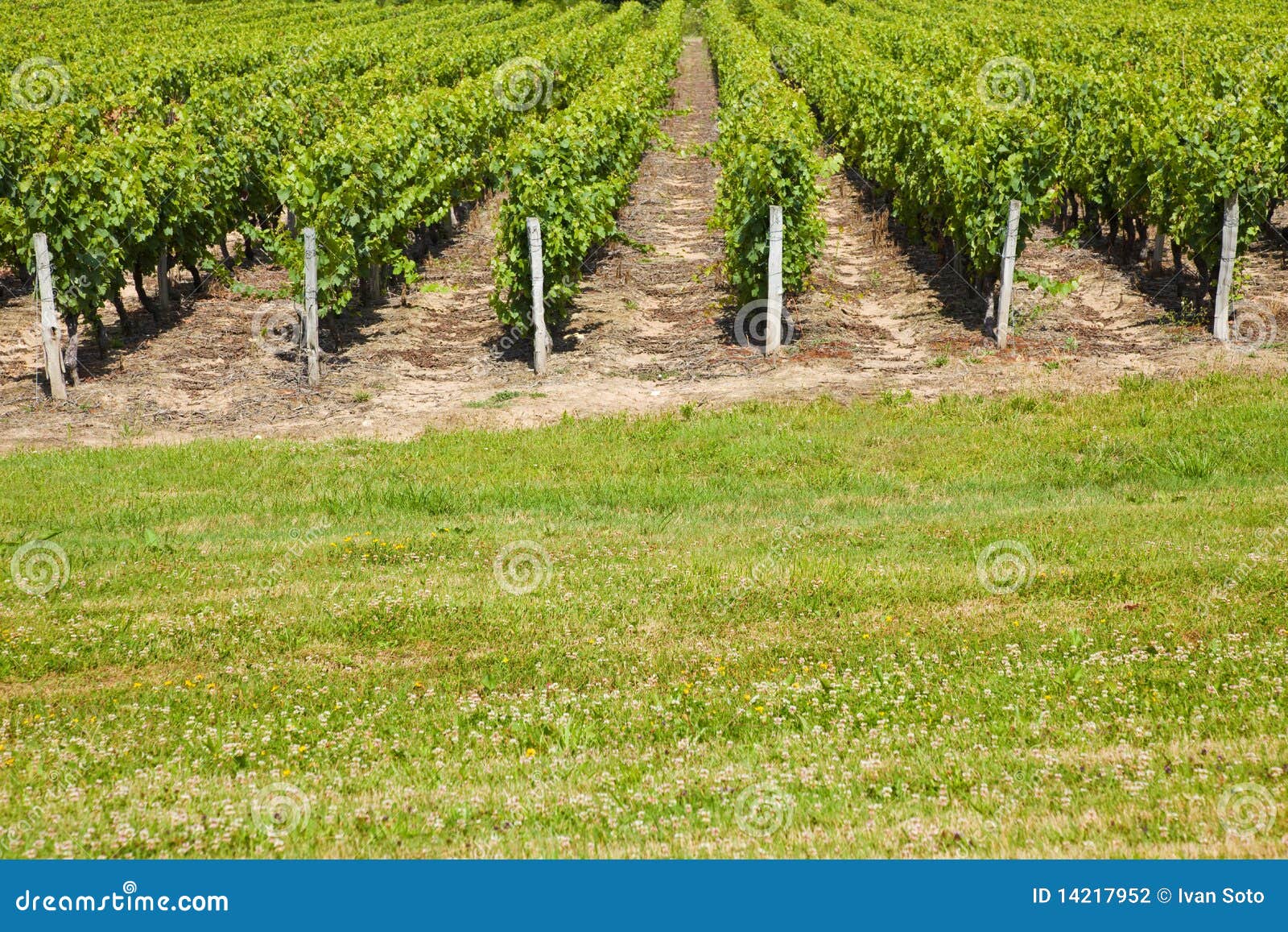Vineyard Rows Behind a Green Meadow Stock Photo - Image of landscape ...