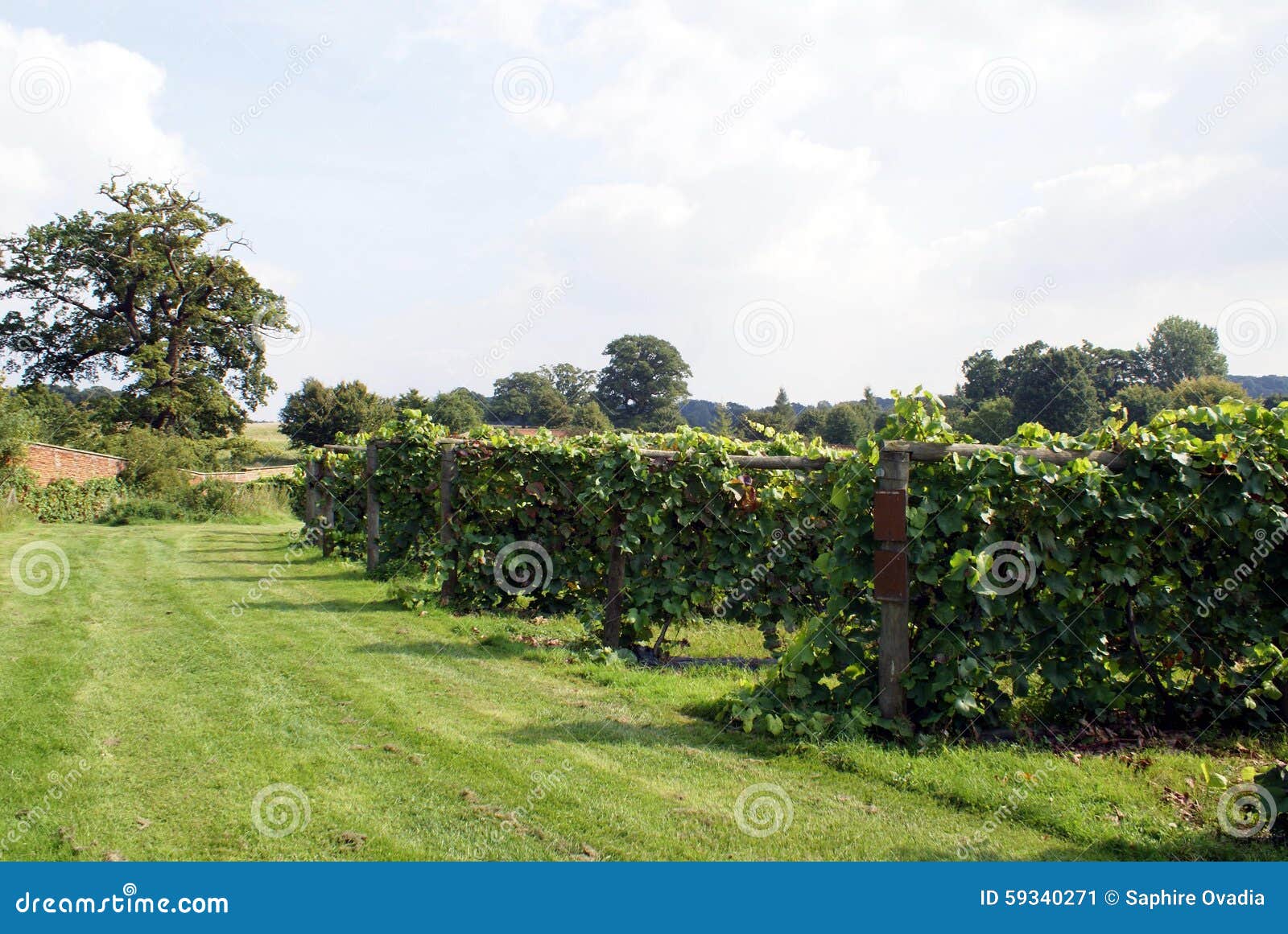 Vineyard with Rows of Grape Vines on Frames Stock Image - Image of ...