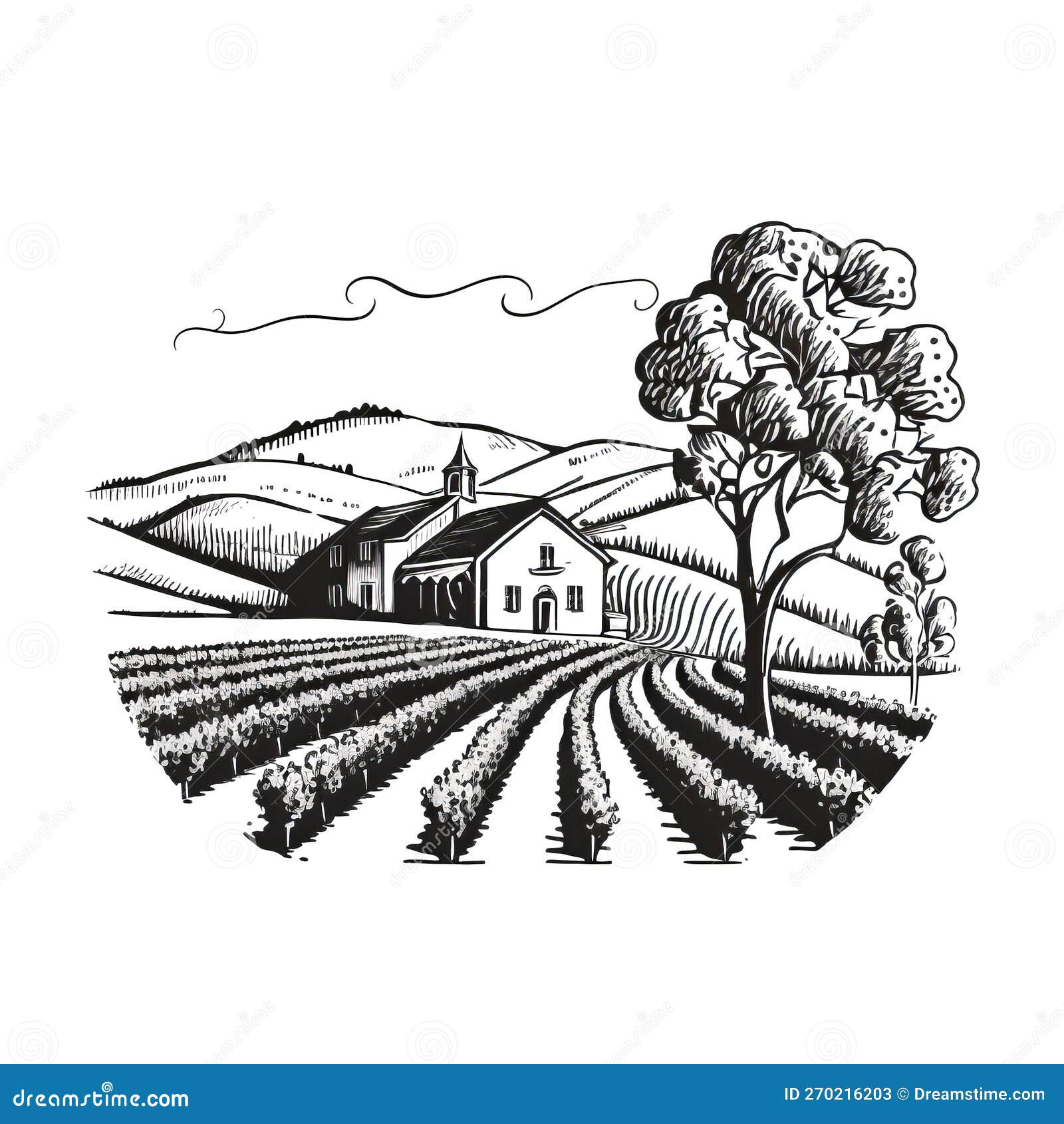 Vineyard with Rows of Grape Vines and House. Simple Line Drawing ...