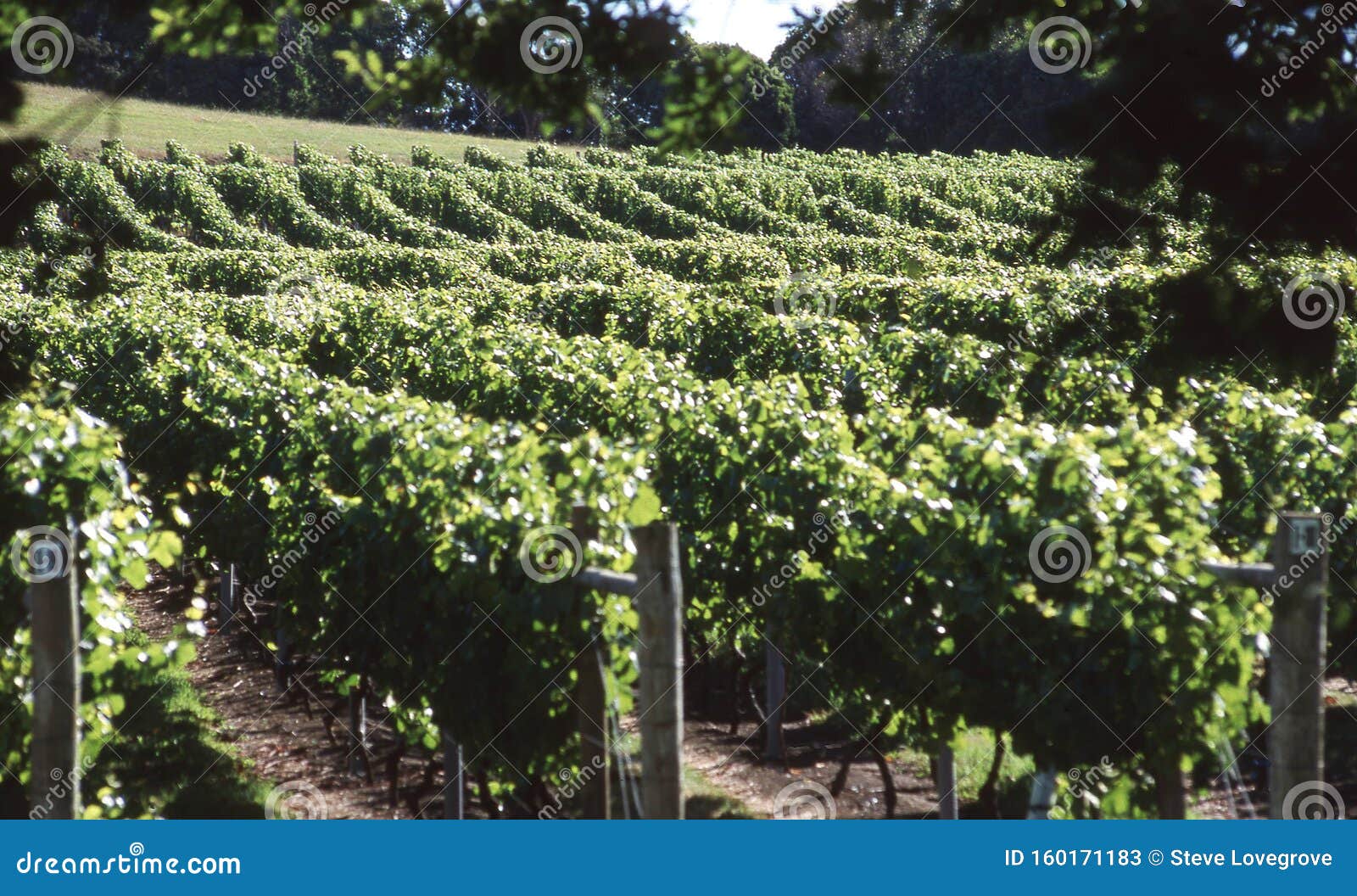 Vineyard with Rows of Grape Vines Stock Image - Image of fruit ...