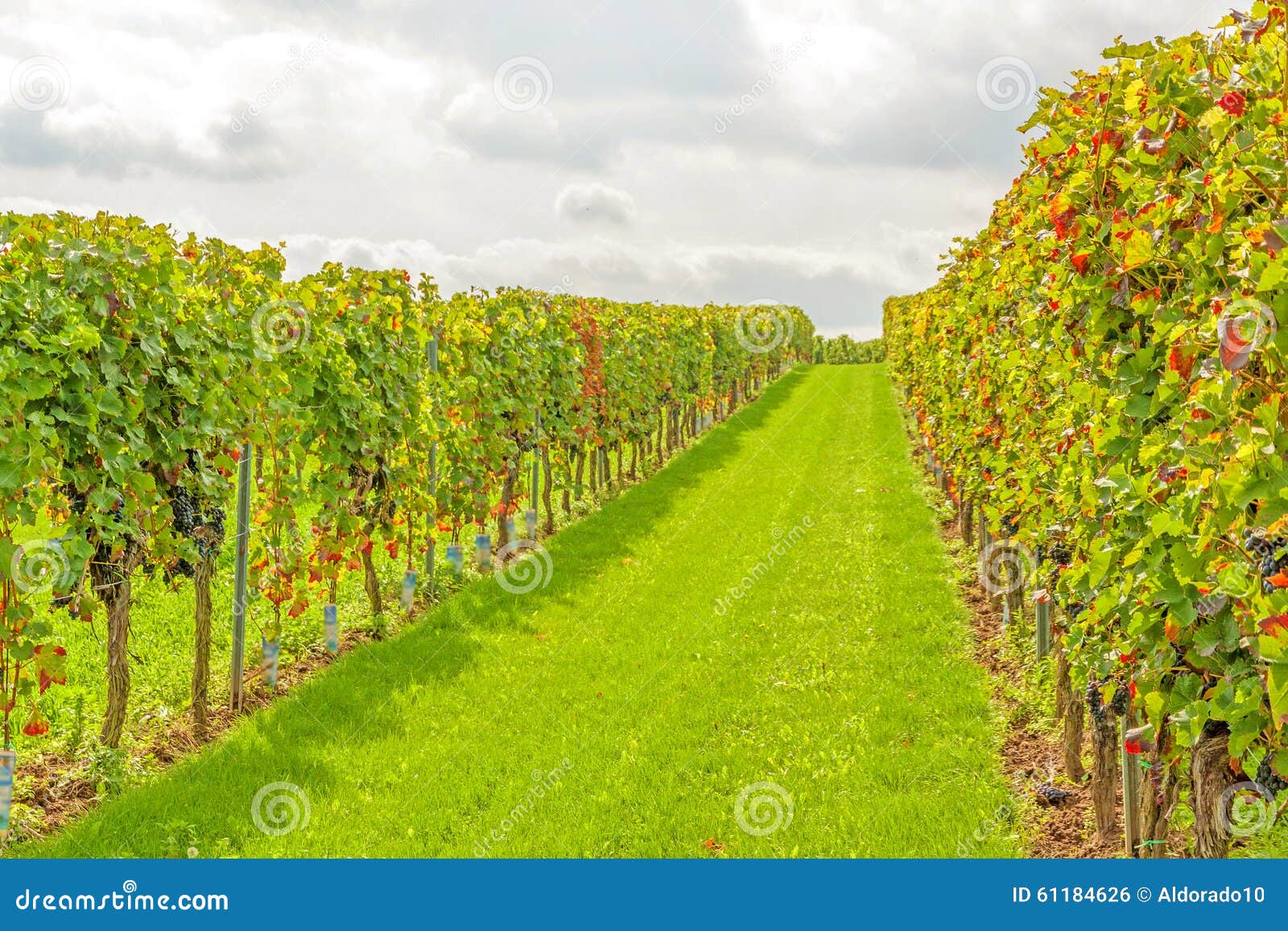 In the Vineyard - Rows of Grapes Stock Photo - Image of nature, crop ...