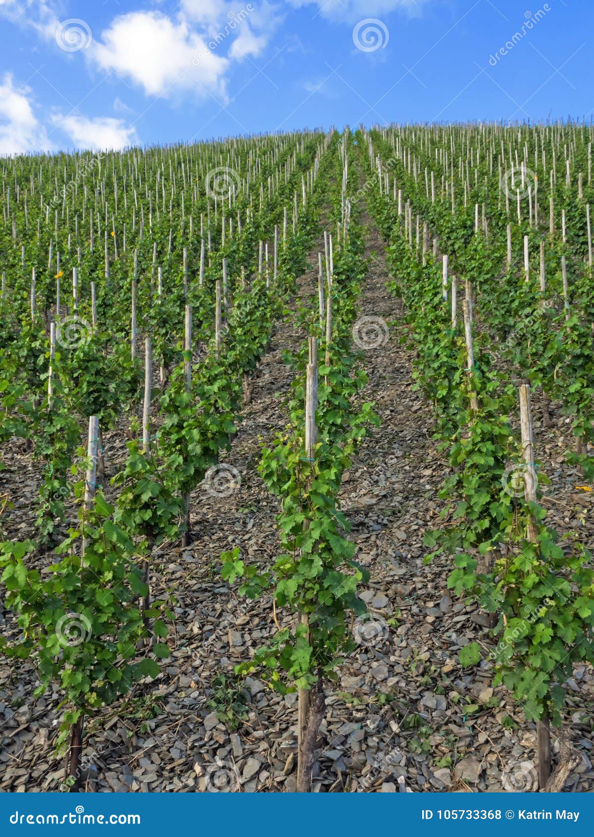 Vineyard with Rows of Grapevine Stock Photo - Image of agriculture ...