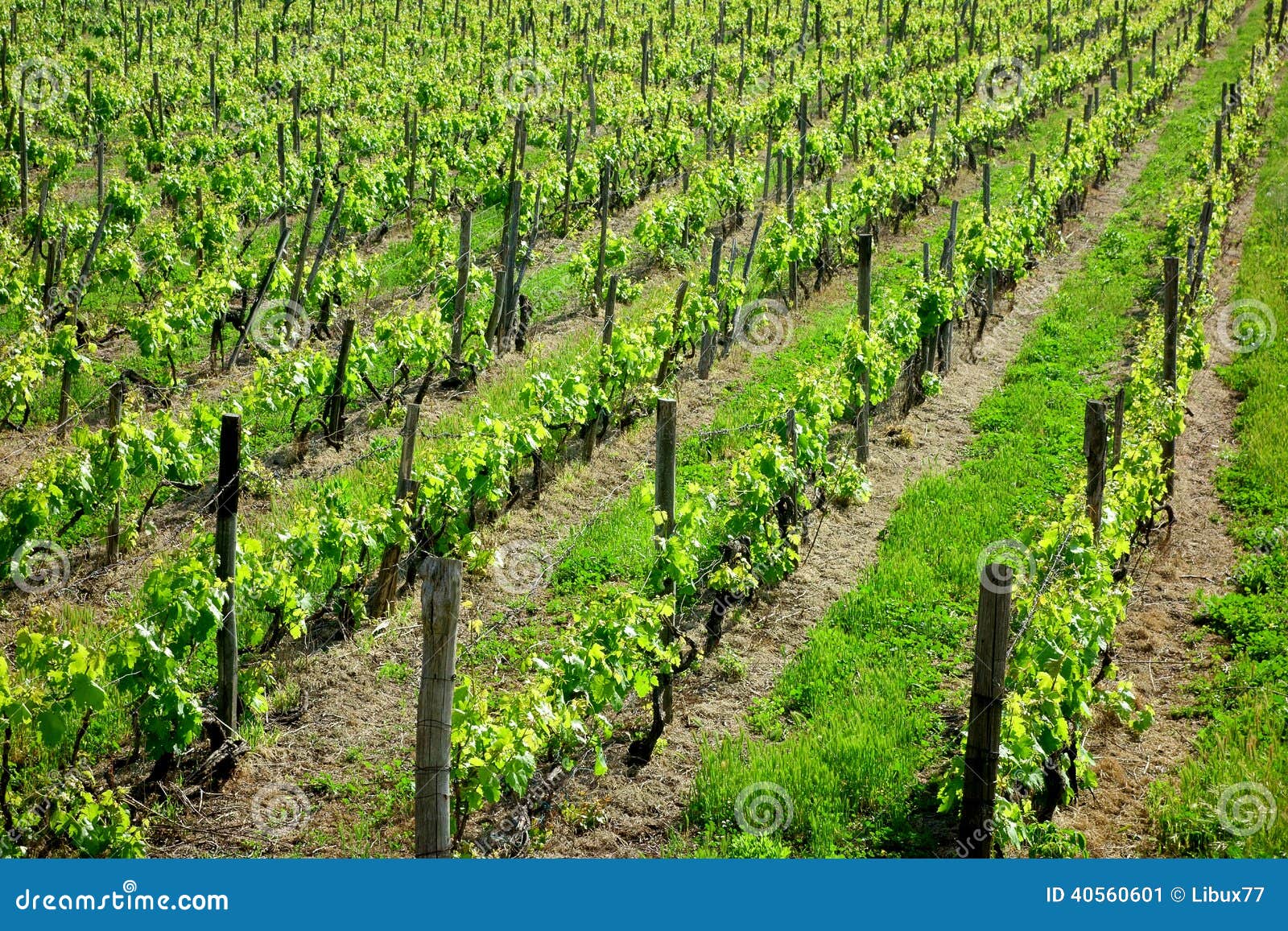 Vineyard Rows Green stock image. Image of raisin, path - 40560601