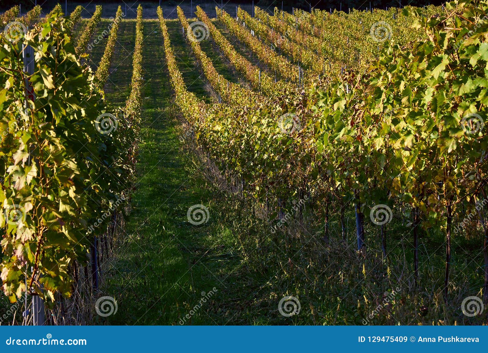 Vineyard Rows after Harvesting in the Autumn. Stock Image - Image of ...