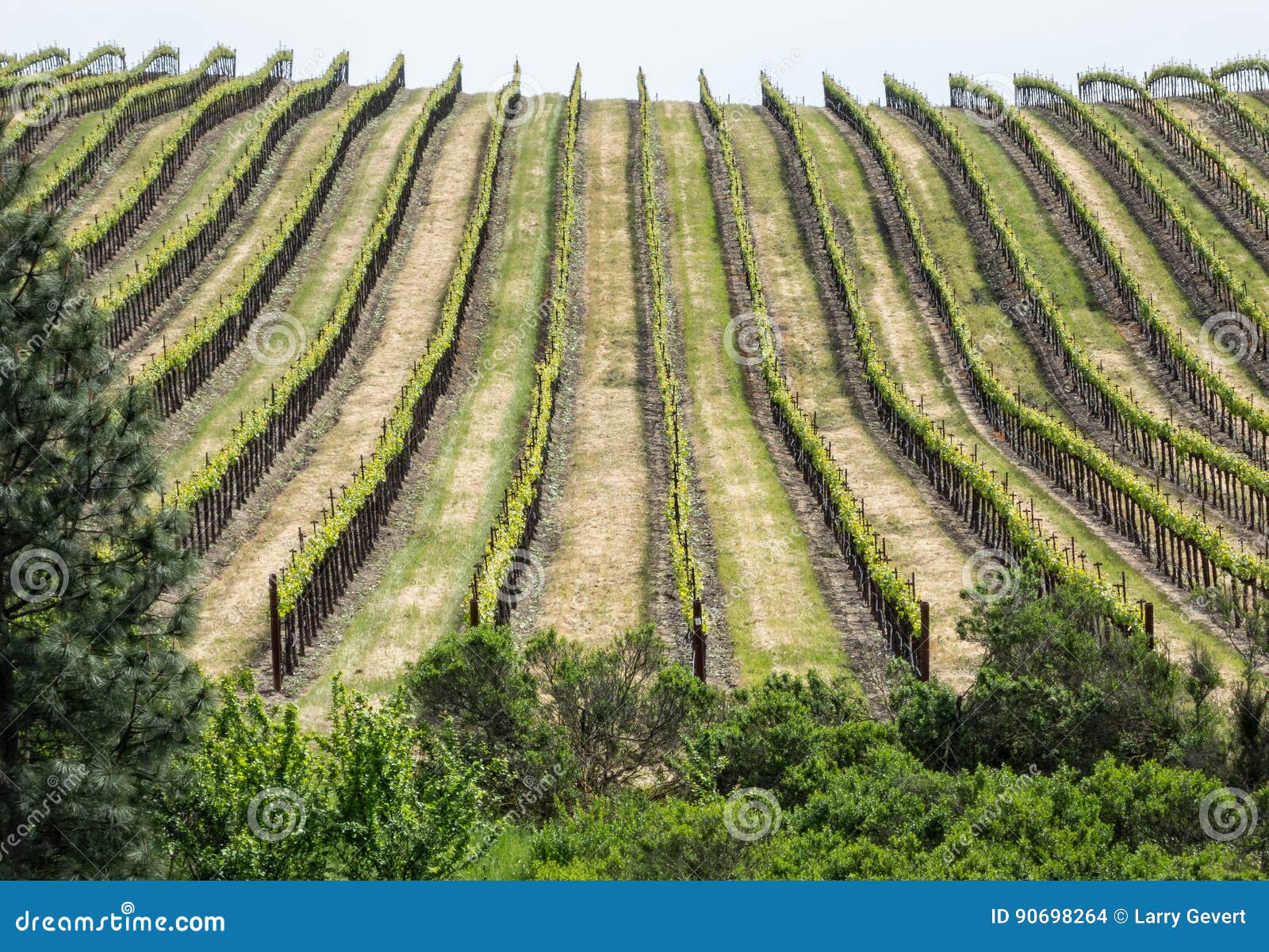 Vineyard rows stock photo. Image of grapevines, crop - 90698264