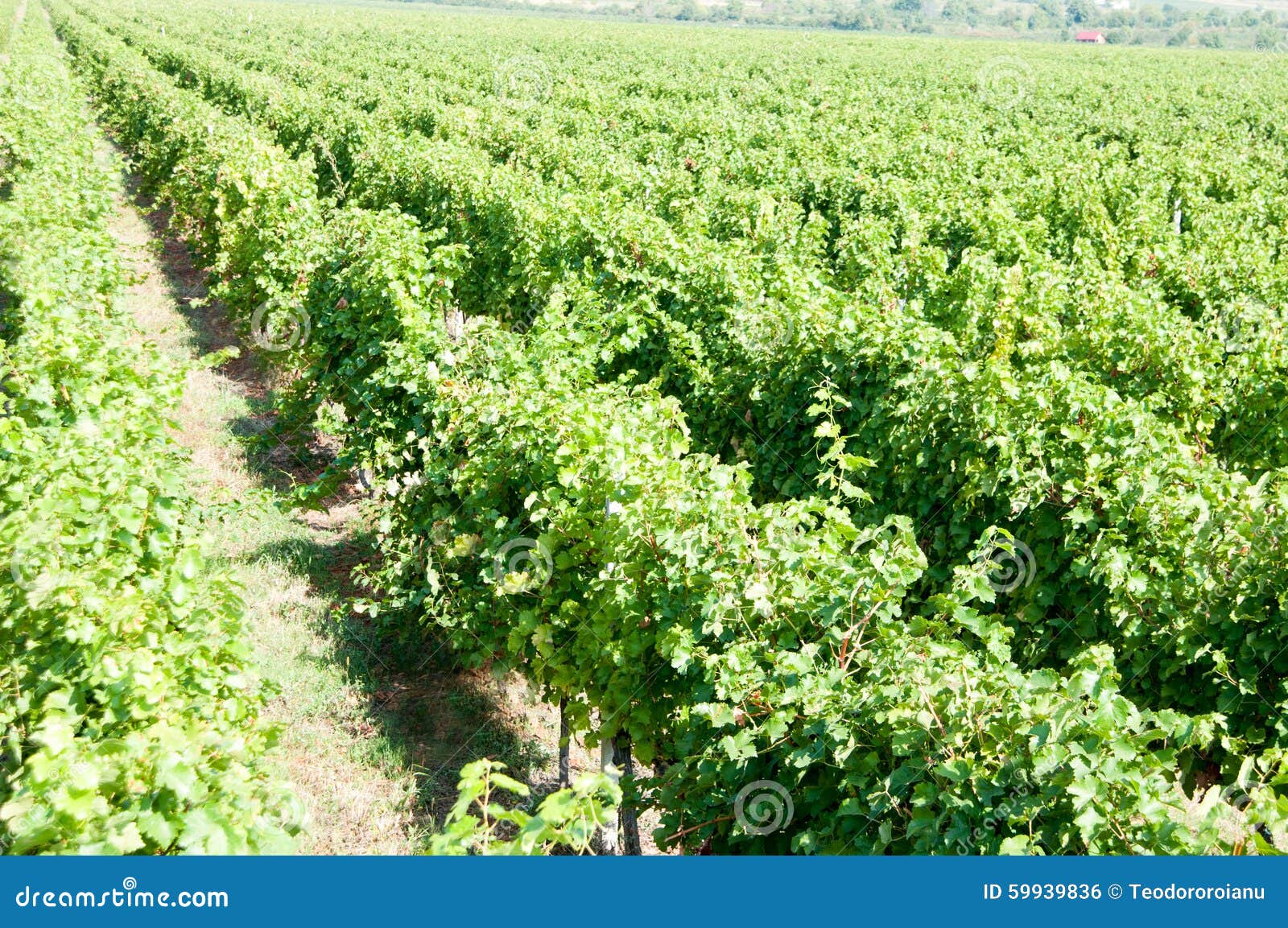 Vineyard rows stock photo. Image of bunch, industrial - 59939836