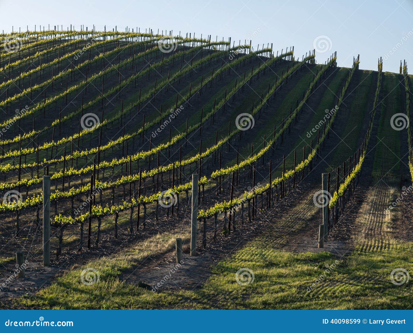 Vineyard rows stock image. Image of grow, grapevine, growing - 40098599