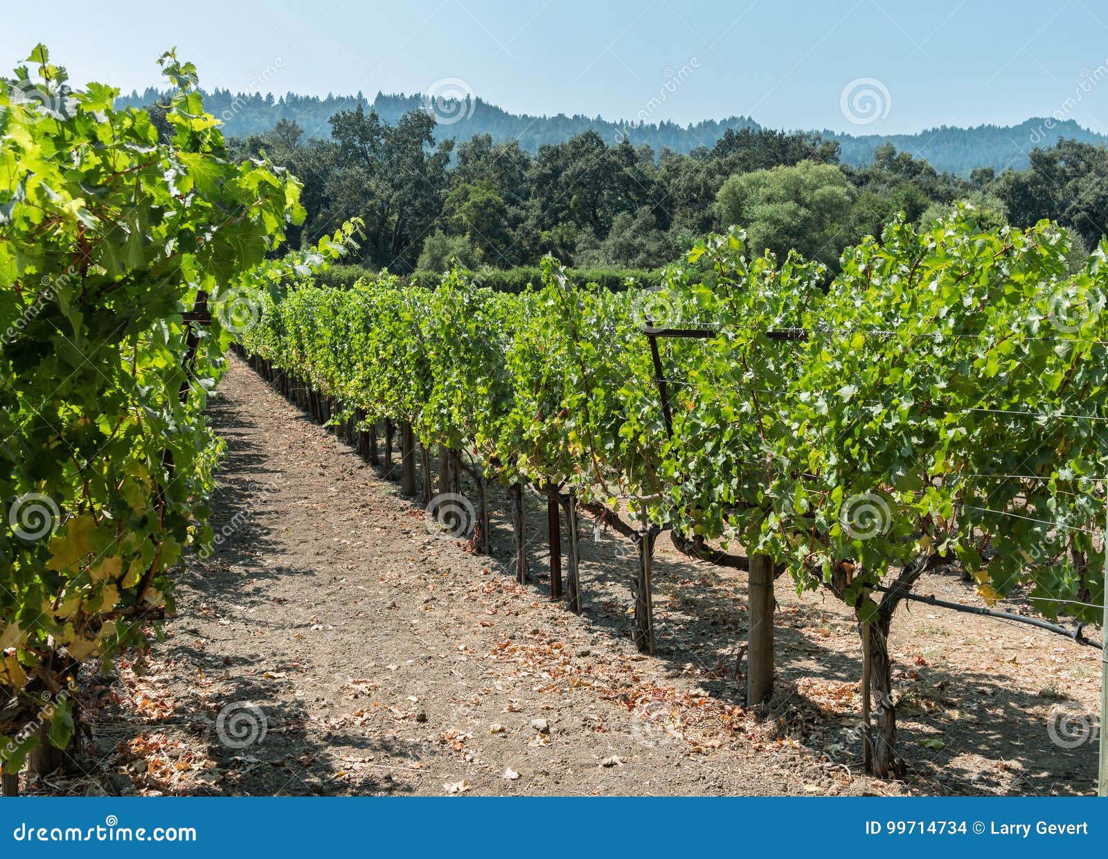 Vineyard rows stock photo. Image of farm, grape, agriculture - 99714734