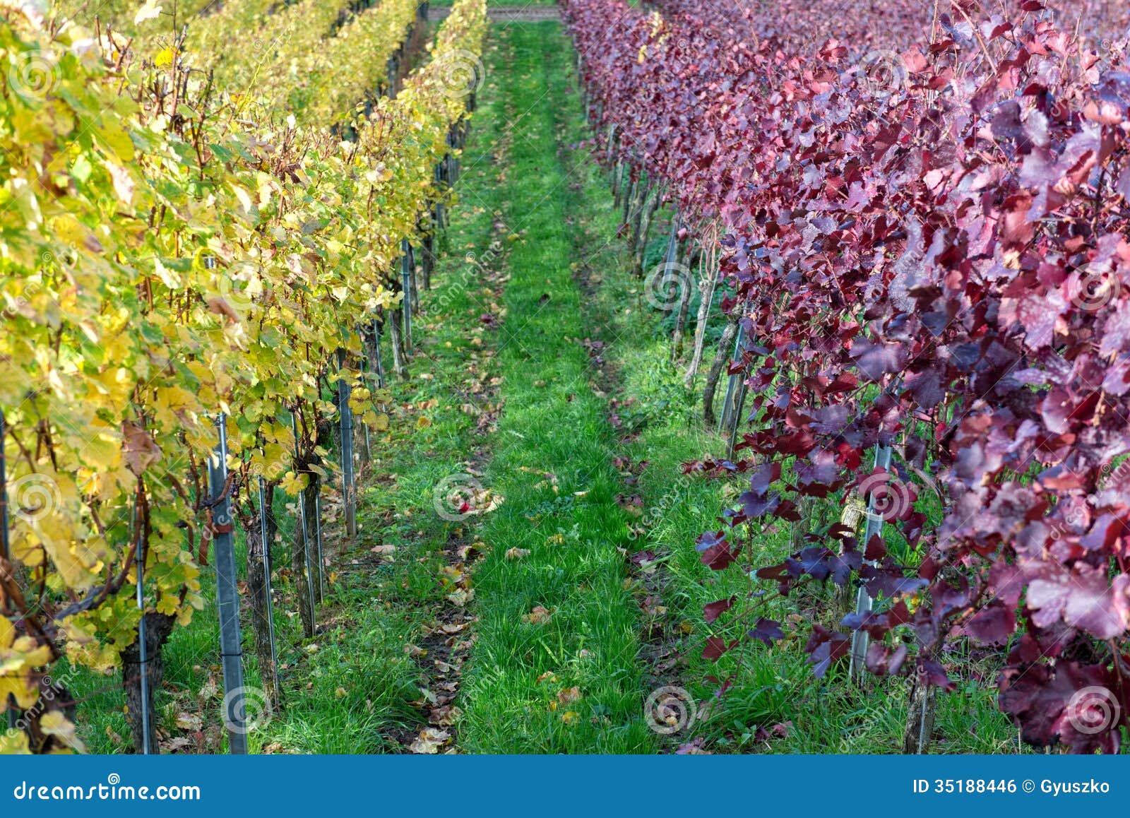 Vineyard Rows With Red And Yellow Leaves Stock Photo | CartoonDealer ...