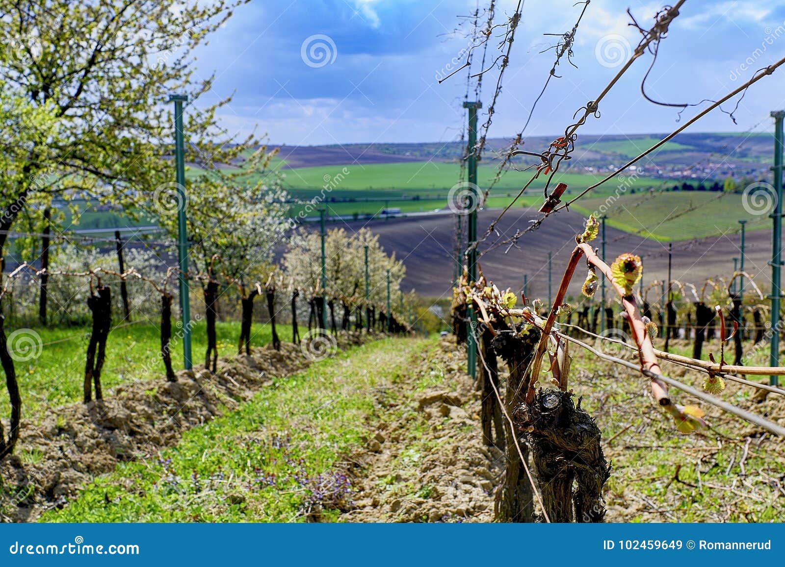 Vineyard Rows in Spring with Blue Sky. Stock Image - Image of fruit ...