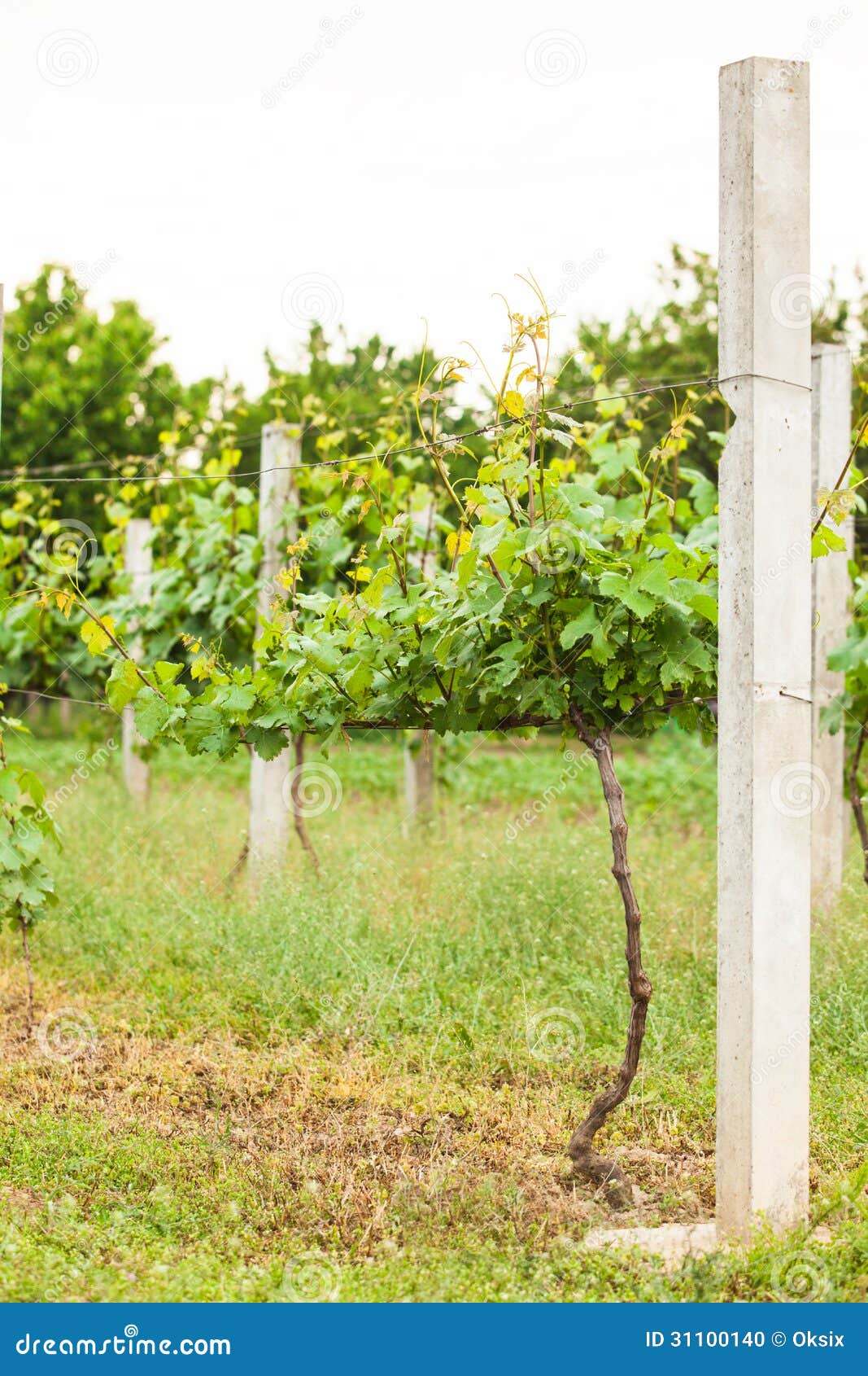 Vineyard rows in spring stock photo. Image of nonurban - 31100140