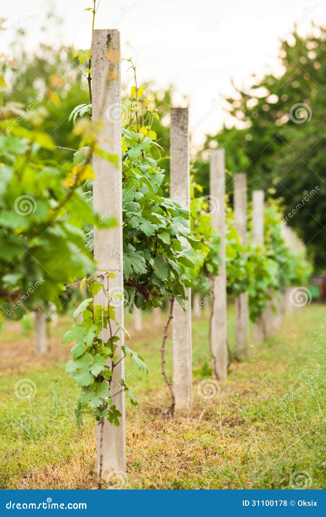 Vineyard rows in spring stock photo. Image of scenics - 31100178