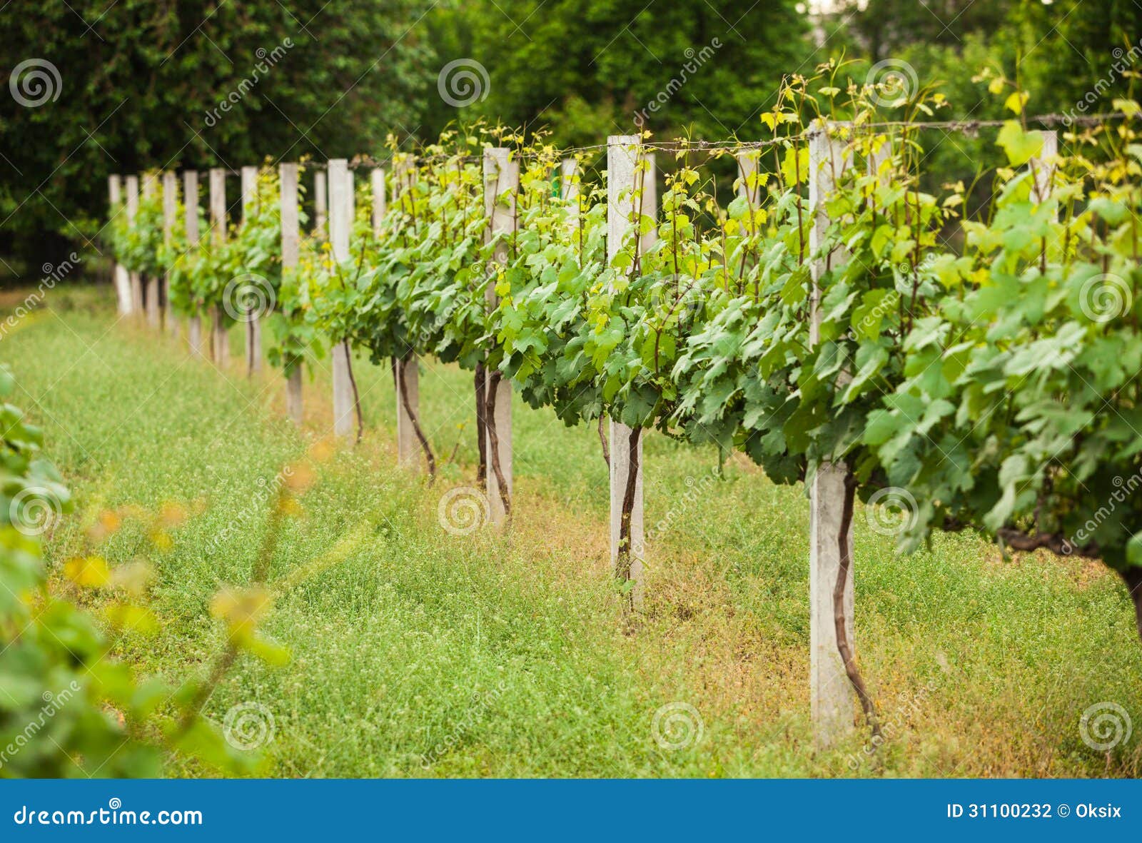 Vineyard rows in spring stock photo. Image of harvesting - 31100232