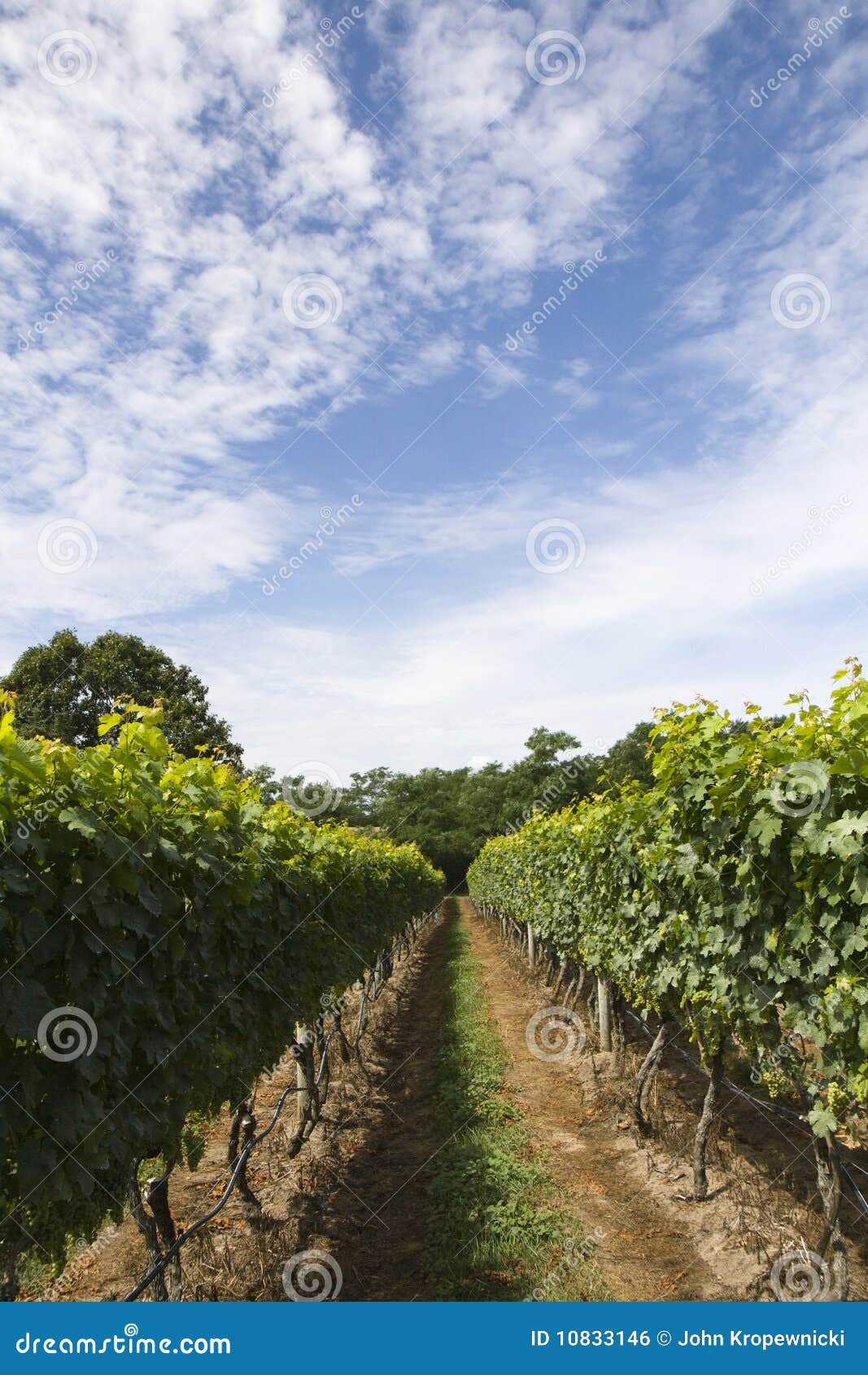 Vineyard Rows Vertical Orientation Stock Photo - Image of harvesting ...
