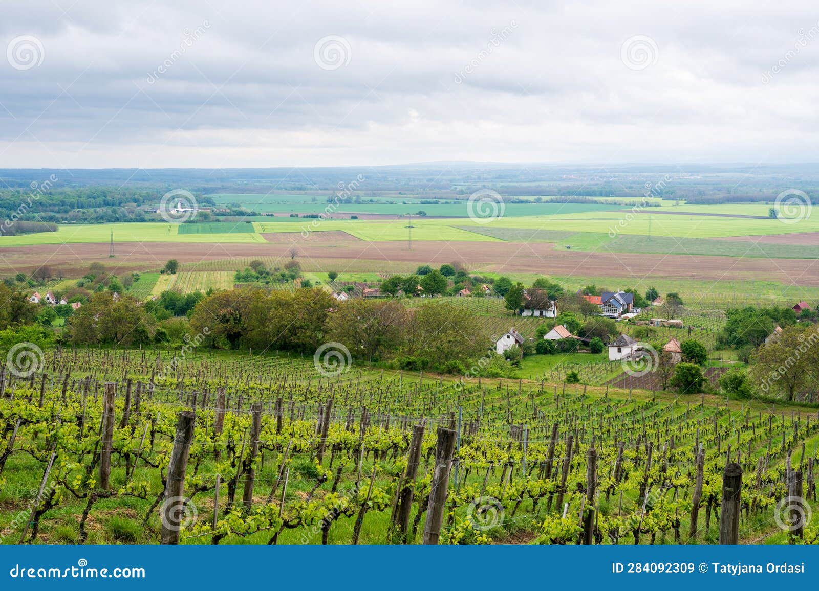 Vineyard. Rows of Vine Grape in Vineyards in Spring Stock Image - Image ...