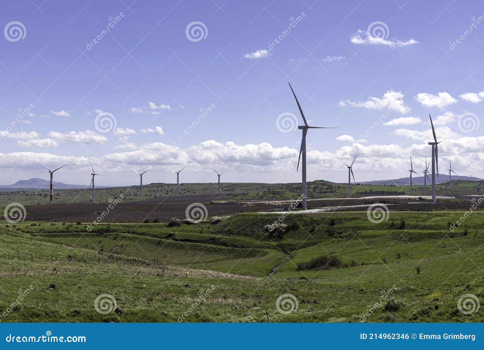 Vineyard with Rows of Vines and Wind Farms on Horizon Stock Photo ...