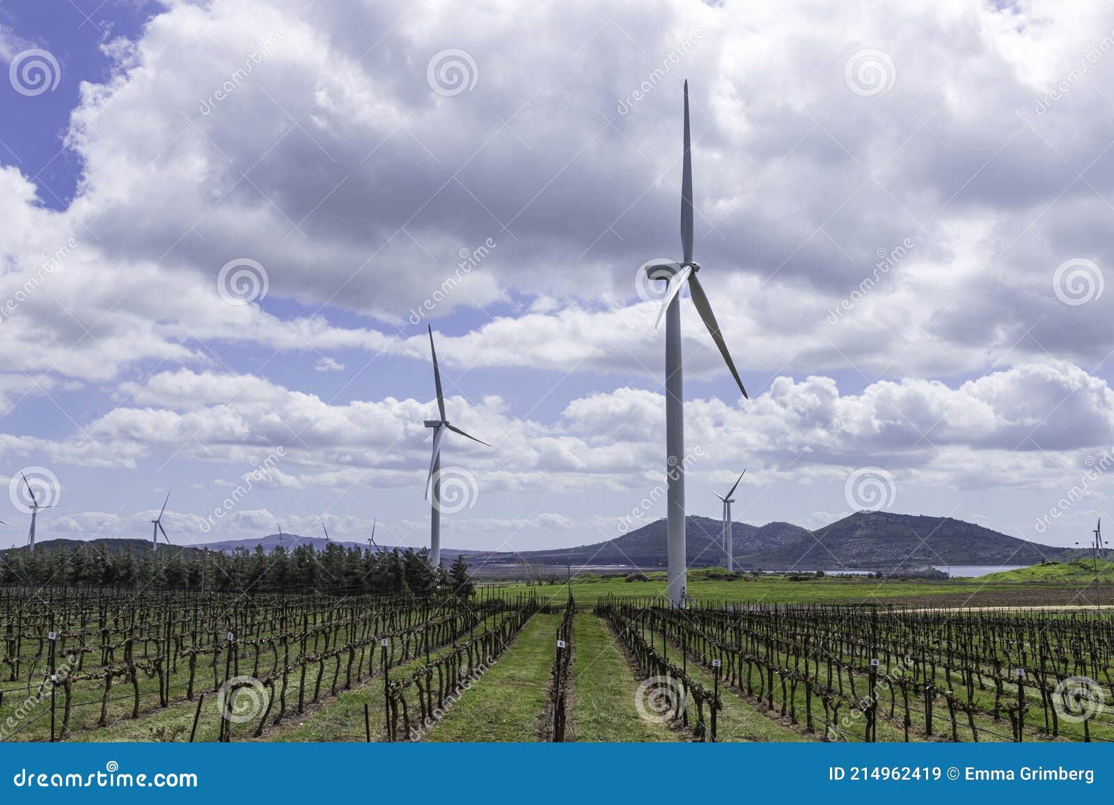 Vineyard with Rows of Vines and Wind Farms on Horizon Stock Image ...