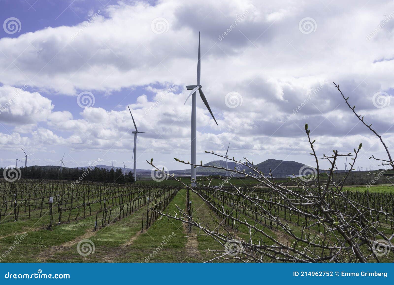 Vineyard with Rows of Vines and Wind Farms on Horizon Stock Photo ...