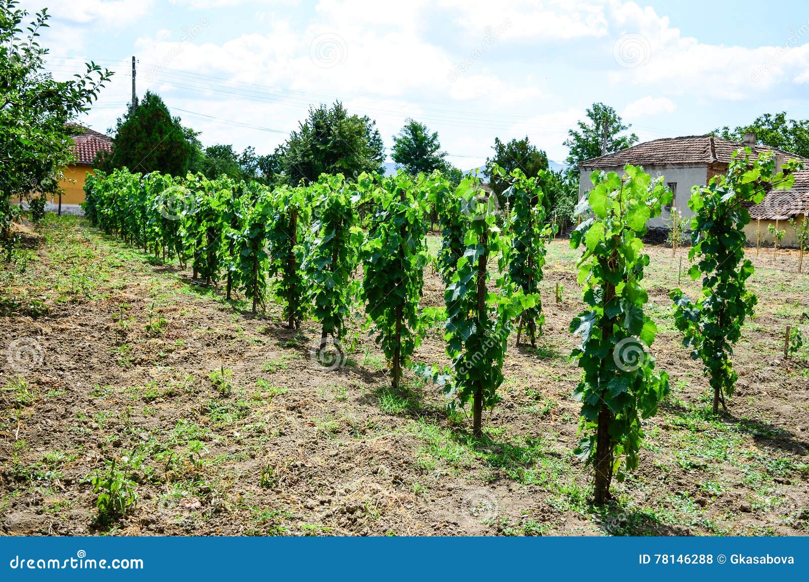 Vineyard stock photo. Image of cultivation, countryside - 78146288