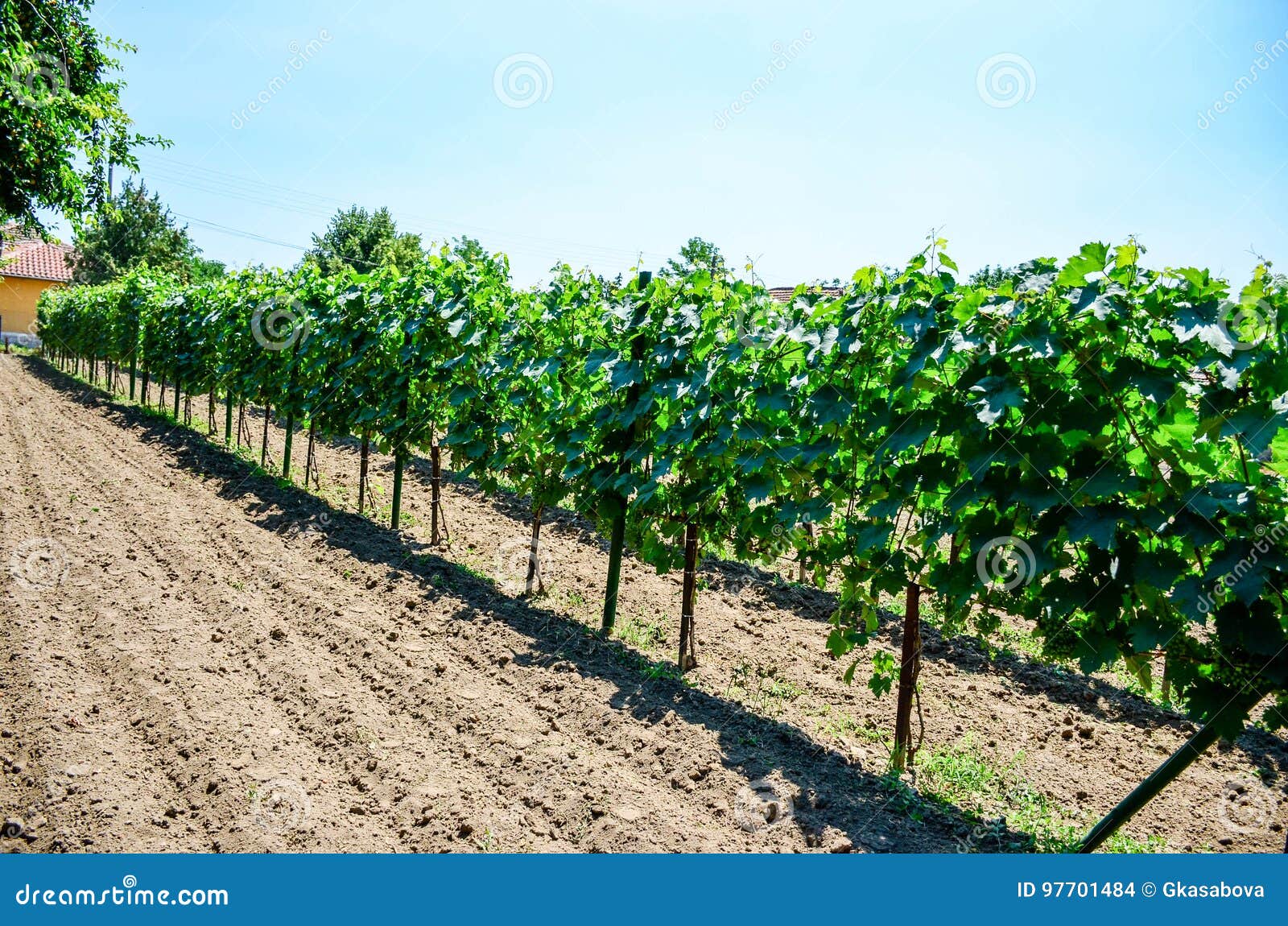 Vineyard stock photo. Image of farmland, country, labour - 97701484