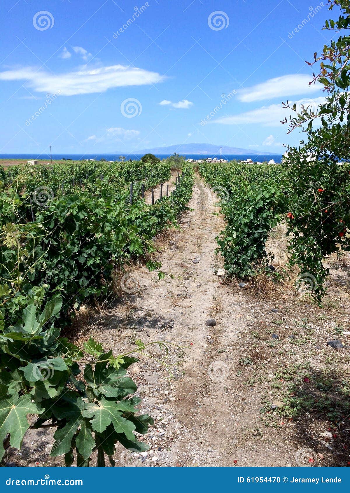 Vineyard in Santorini, Greece. Stock Photo - Image of field, land: 61954470