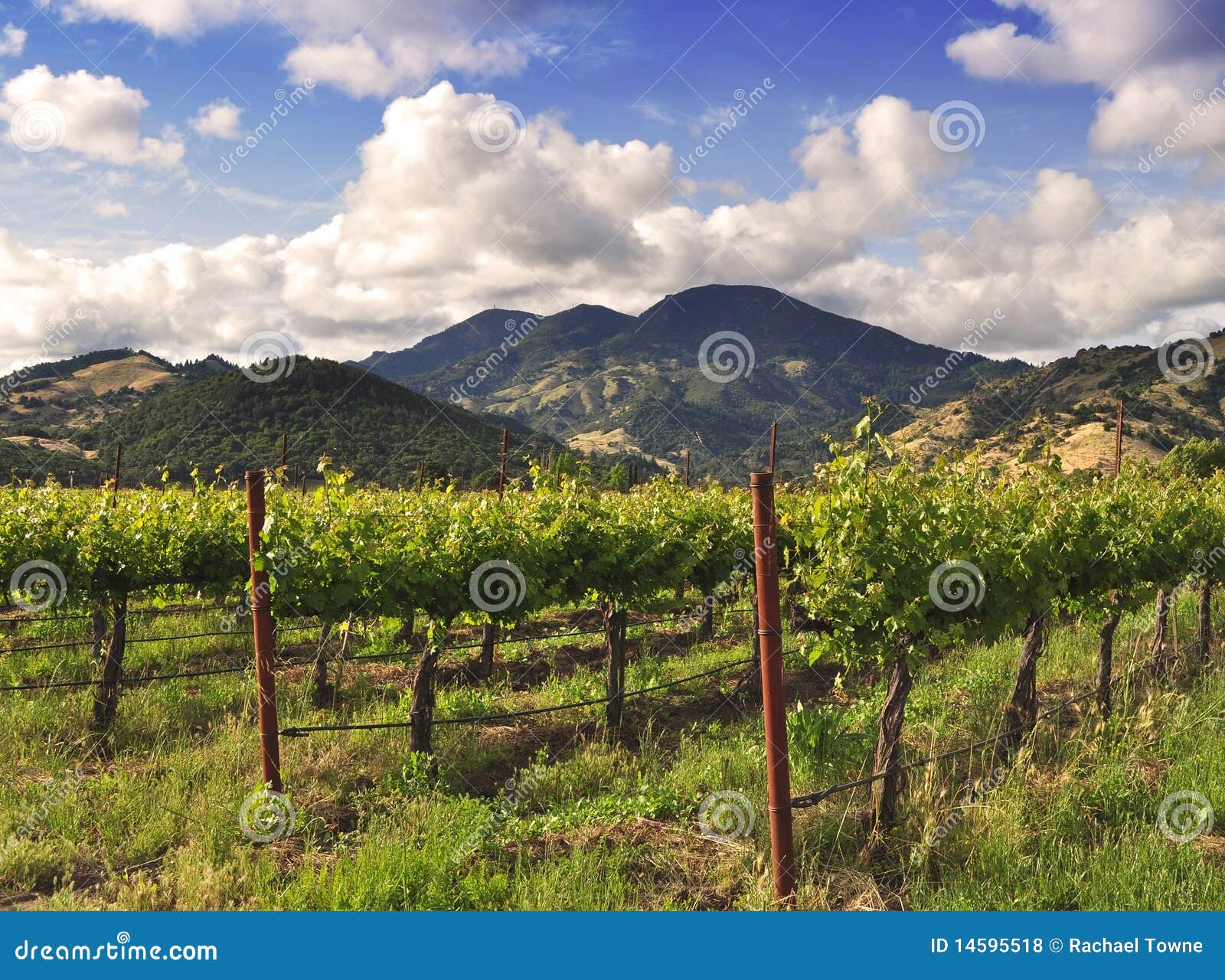 Vineyard Scene stock photo. Image of dramatic, agrarian - 14595518