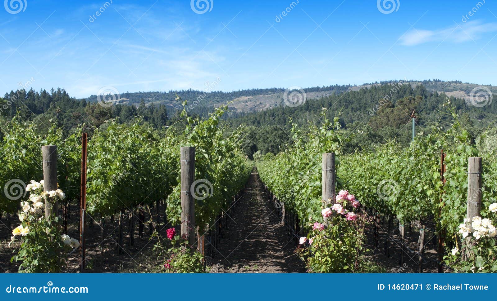 Vineyard Scene with Roses stock image. Image of nature - 14620471