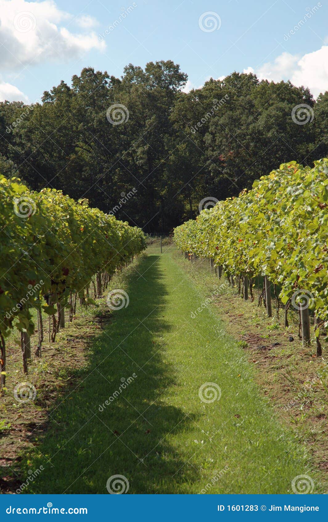 Vineyard Shadow stock image. Image of vineyard, ripe, vine - 1601283