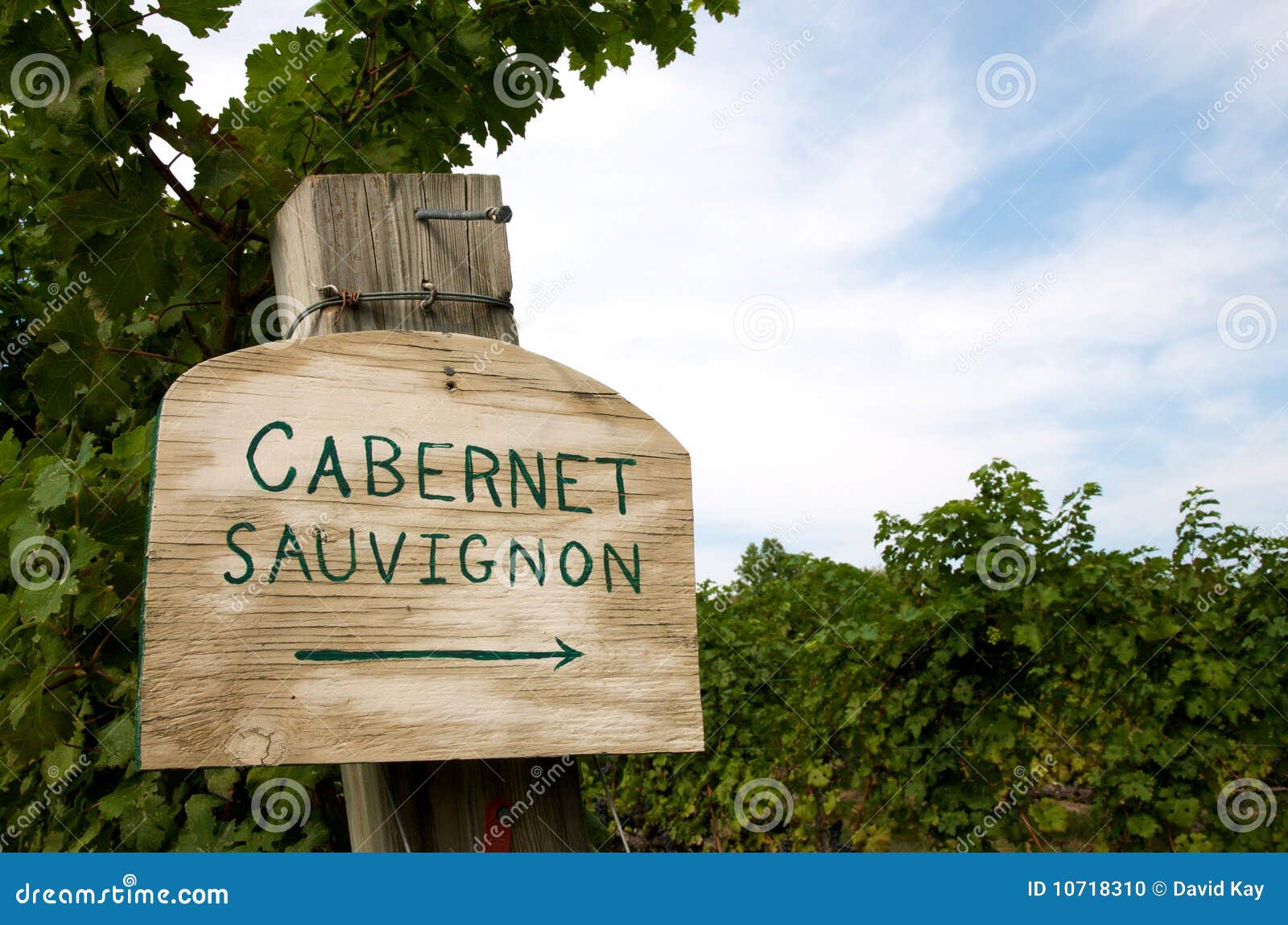 Vineyard sign stock photo. Image of field, sauvignon - 10718310