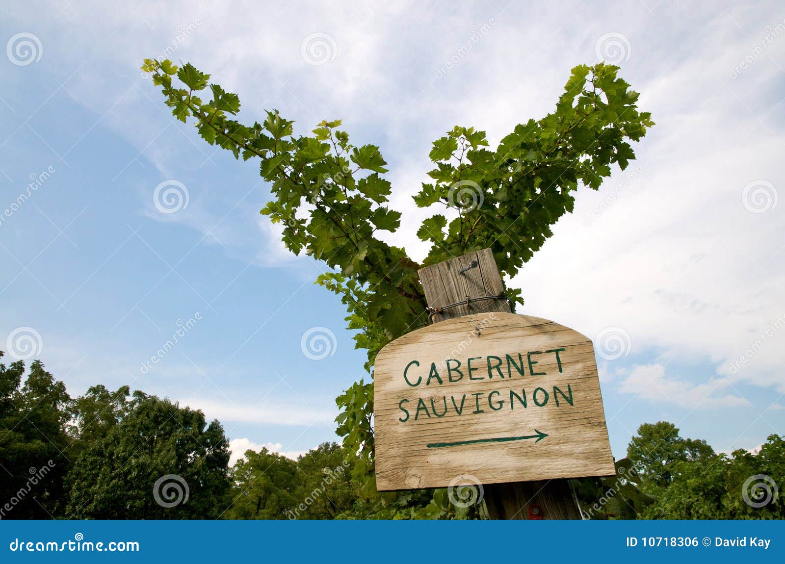 Vineyard Sign Cabernet stock photo. Image of plant, field - 10718306