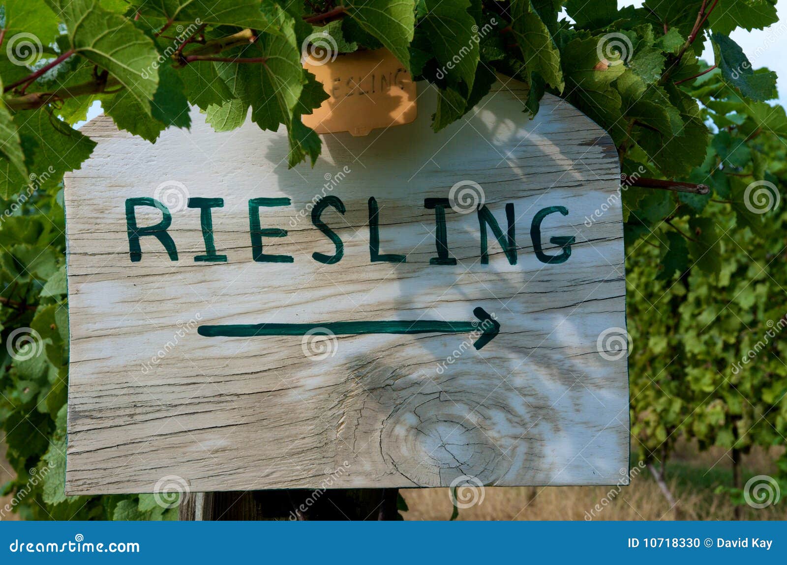 Vineyard Sign Riesling stock photo. Image of sunny, vineyard - 10718330