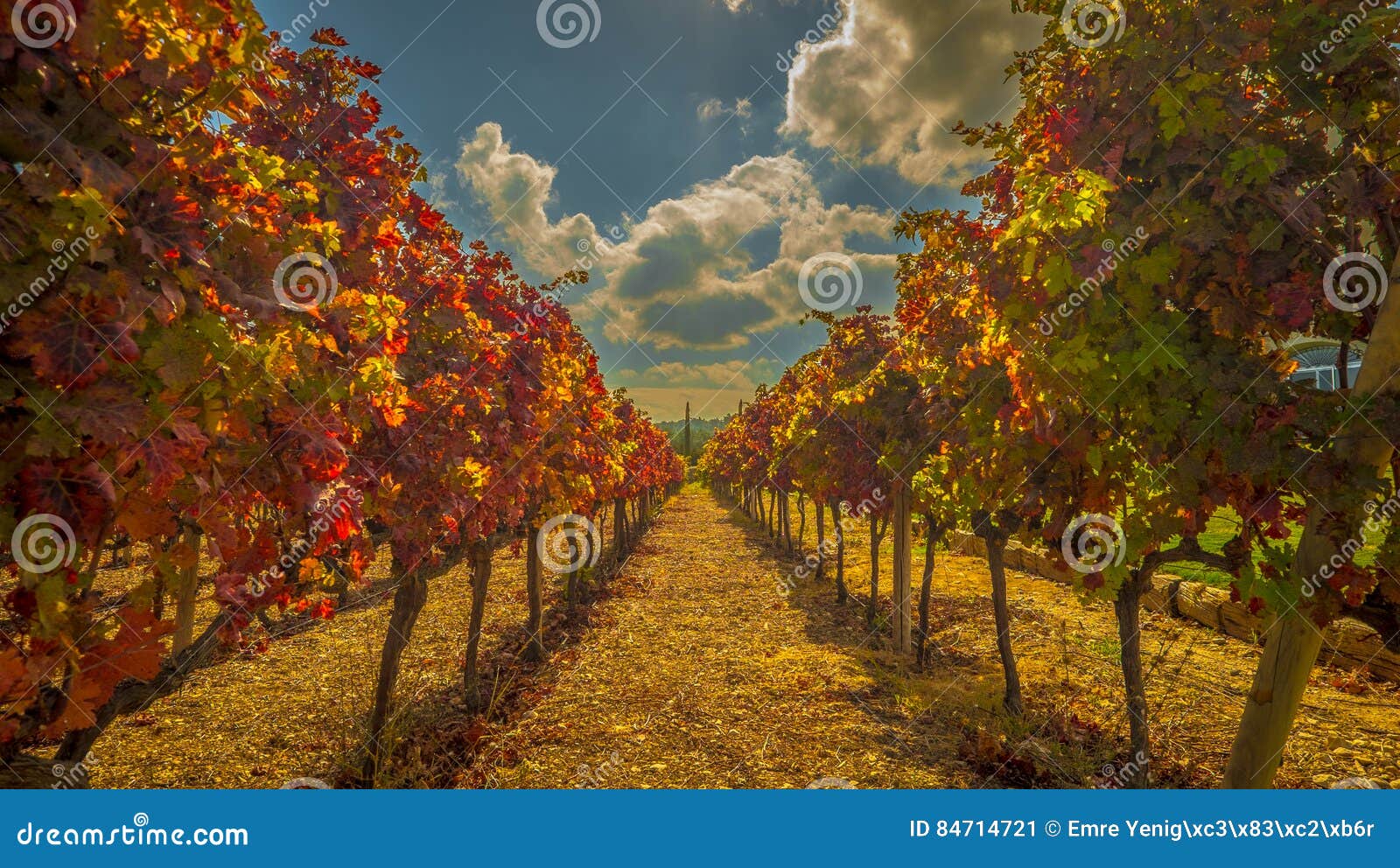 Vineyard stock image. Image of nature, wine, soil, cloud - 84714721