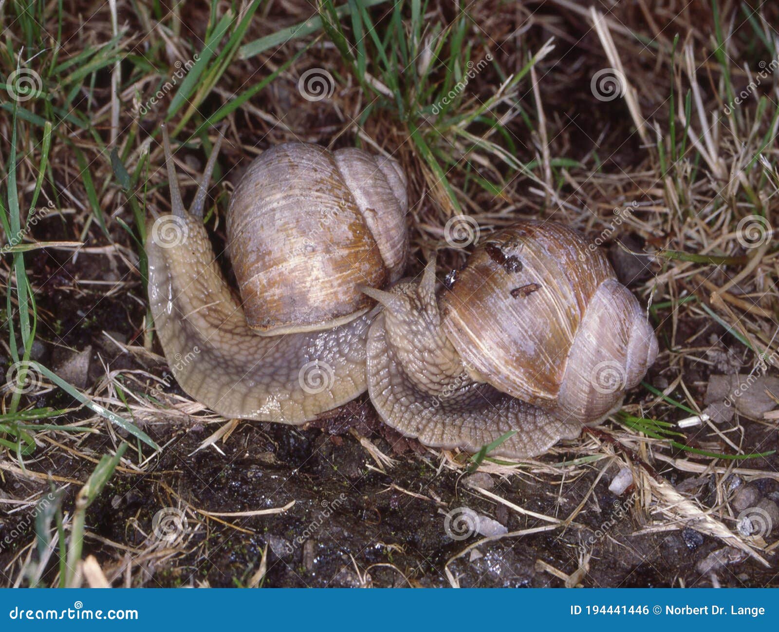 Vineyard Snail with Housing Stock Photo - Image of mollusk ...