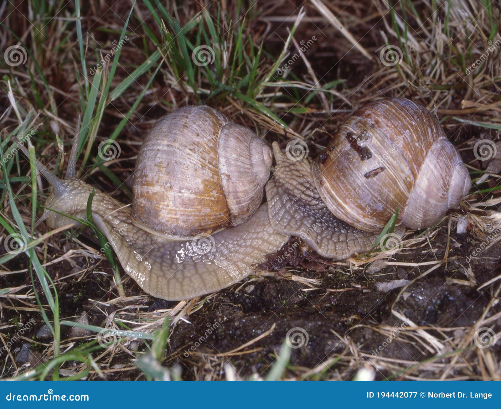 Vineyard Snail with Housing Stock Image - Image of foraging, turned ...