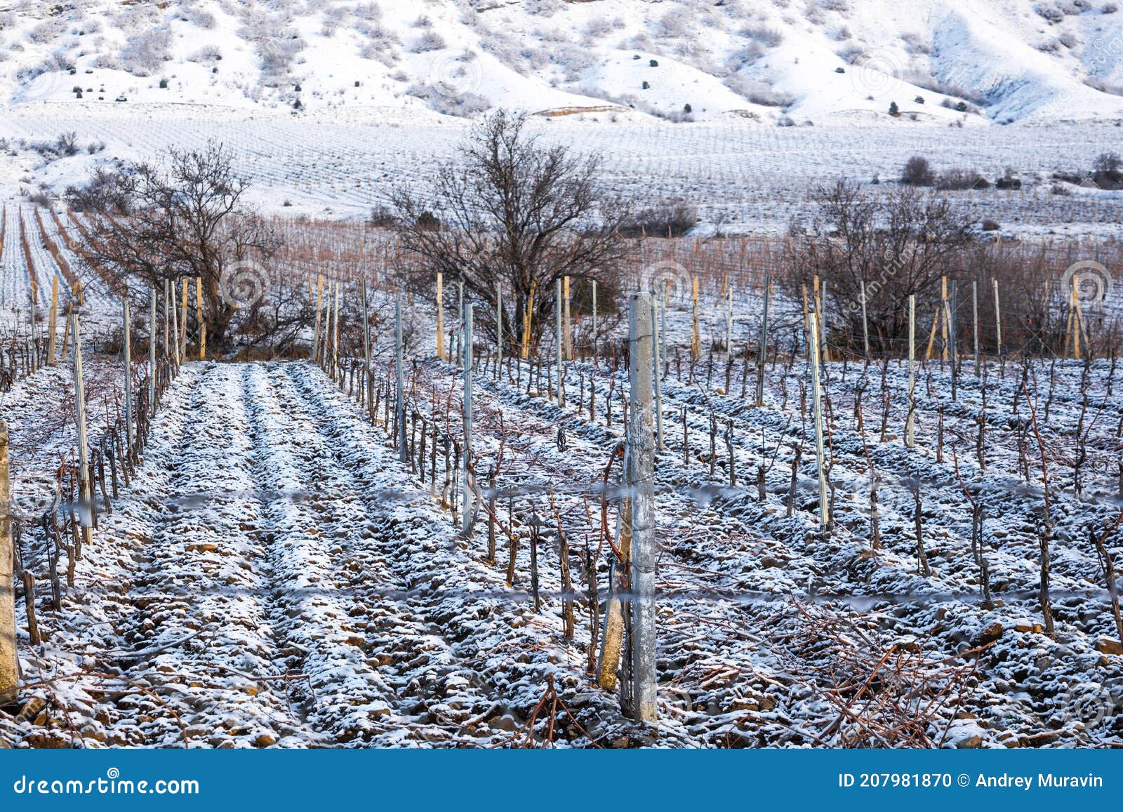 Vineyard in the snow stock photo. Image of vine, winter - 207981870