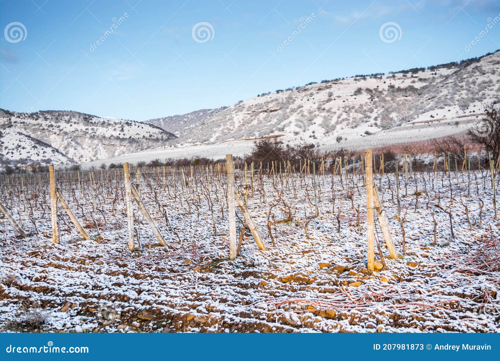 Vineyard in the snow stock image. Image of frozen, field - 207981873