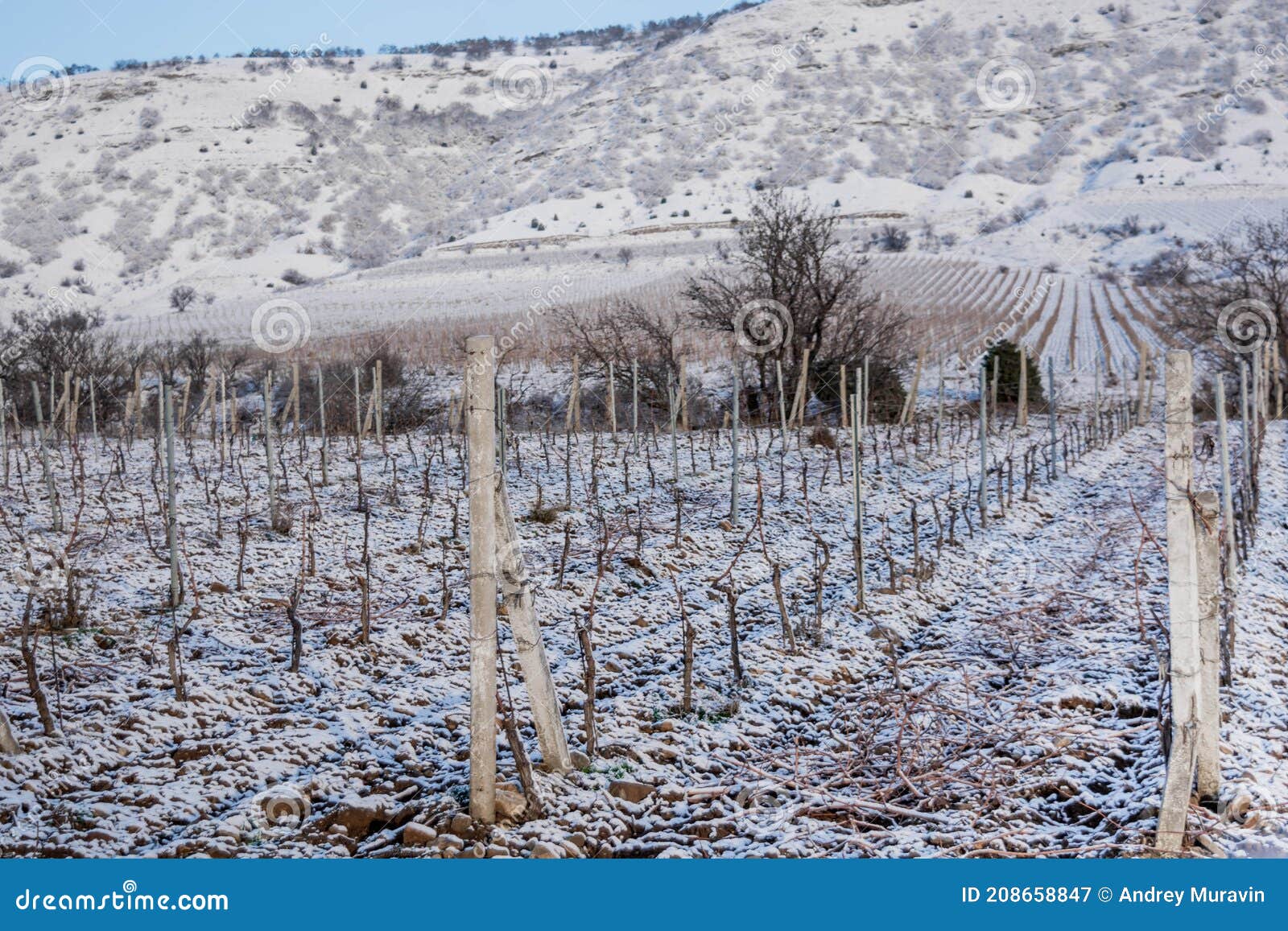Vineyard in the snow stock image. Image of wine, field - 208658847