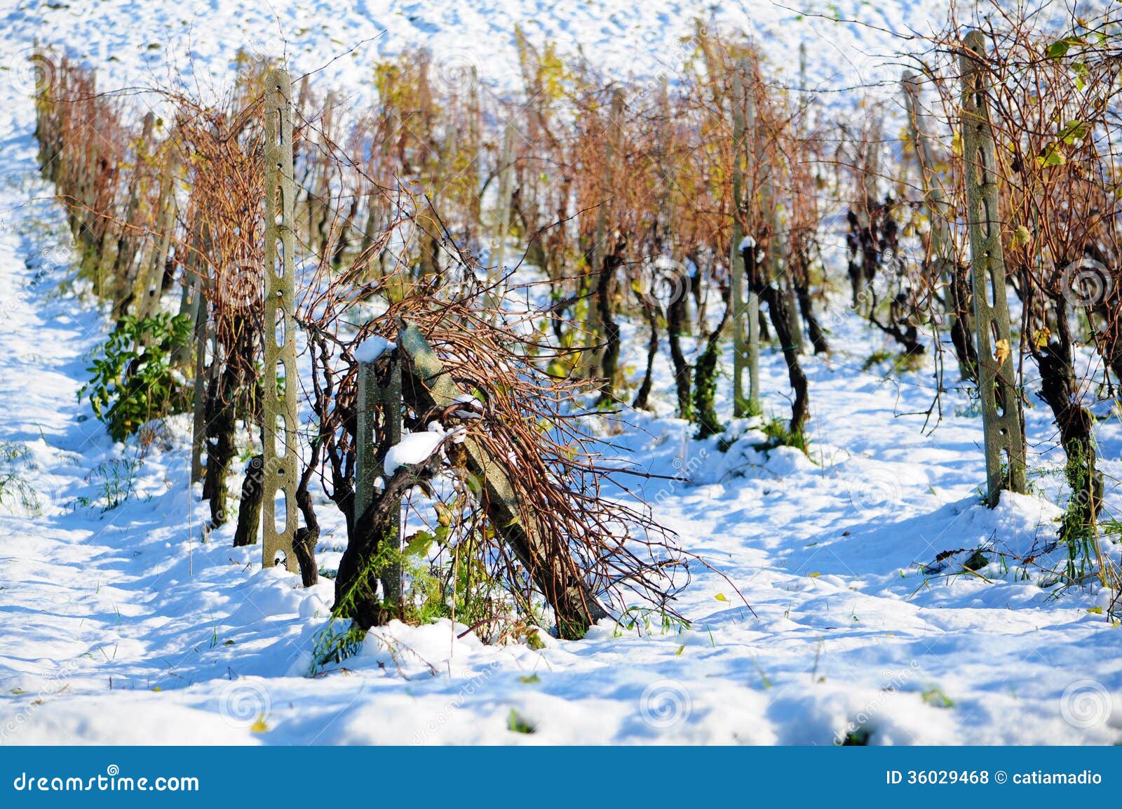 Vineyard in the snow stock photo. Image of vineyard, freezing - 36029468