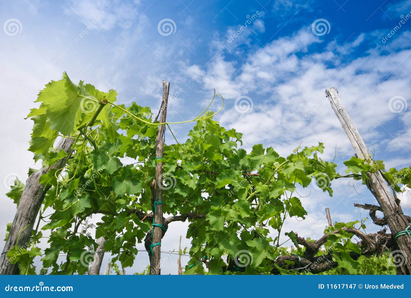 Vineyard in spring stock image. Image of brda, greenery - 11617147