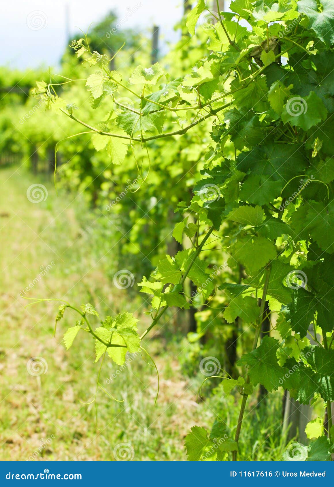 Vineyard in spring stock photo. Image of gardening, nature - 11617616