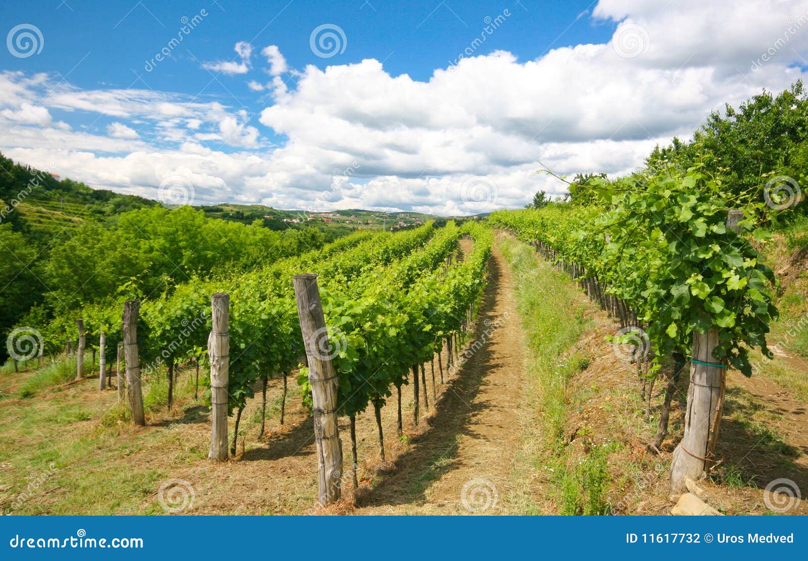 Vineyard in spring stock photo. Image of green, food - 11617732
