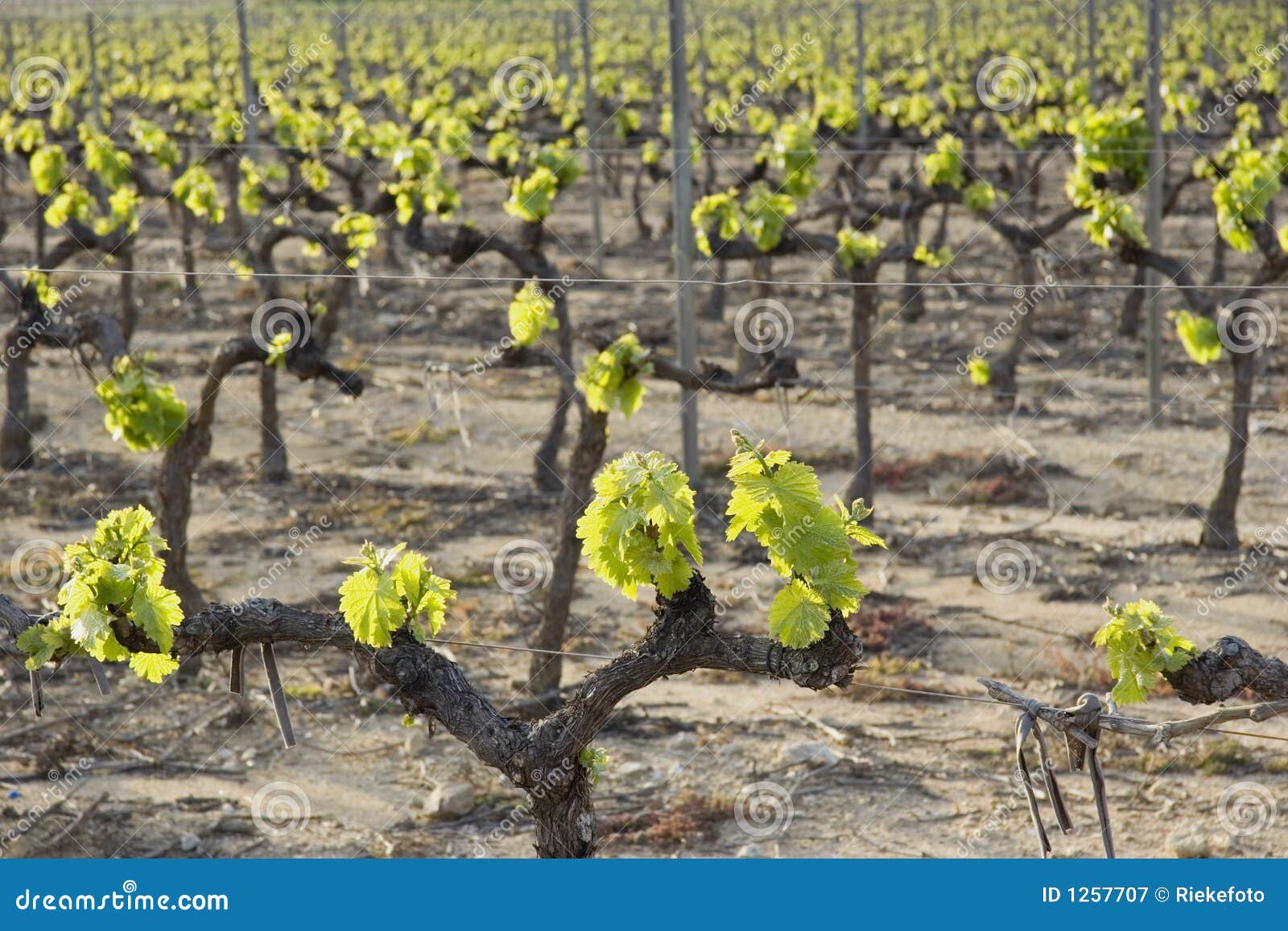 Vineyard in spring stock image. Image of field, foliage - 1257707