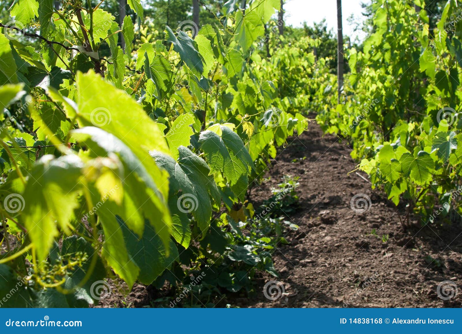 Vineyard in spring stock photo. Image of outdoor, grape - 14838168