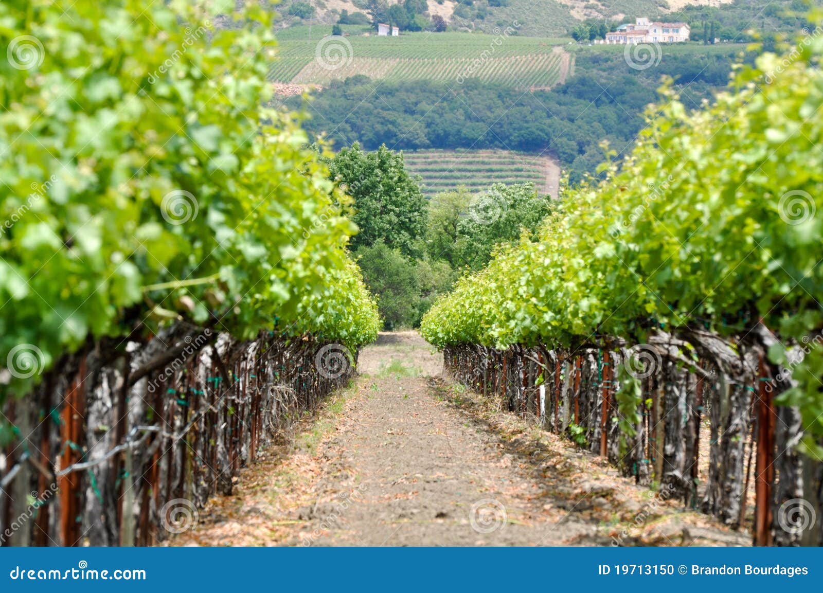 Vineyard in Spring stock photo. Image of colorful, outdoor - 19713150