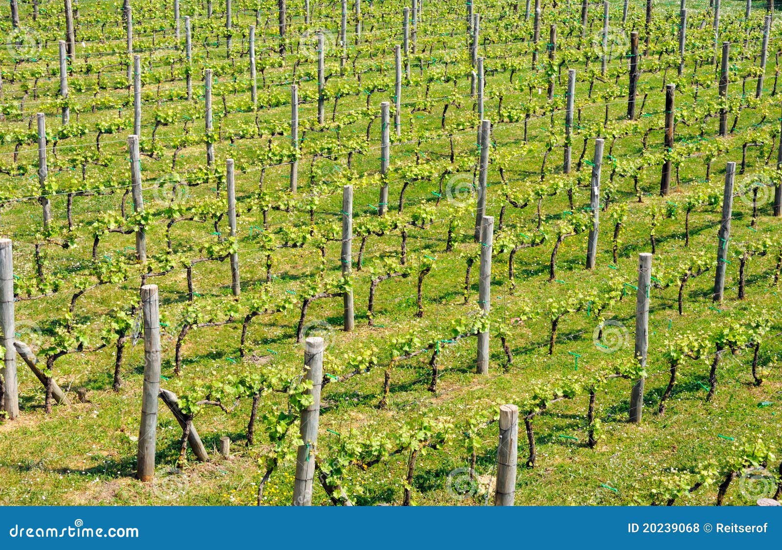 Vineyard in spring stock photo. Image of grape, wine - 20239068