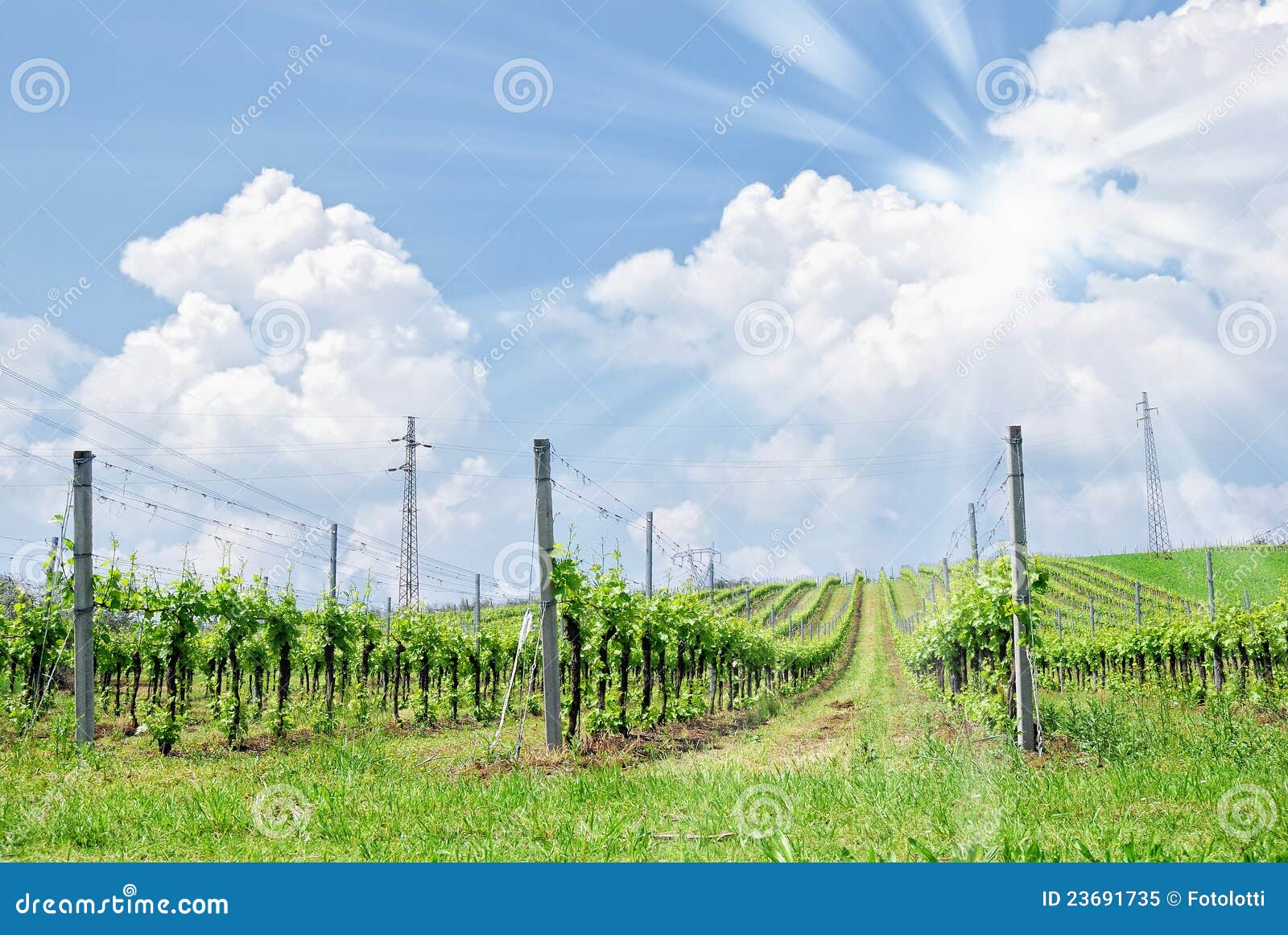 Vineyard in spring stock image. Image of leaf, colour - 23691735