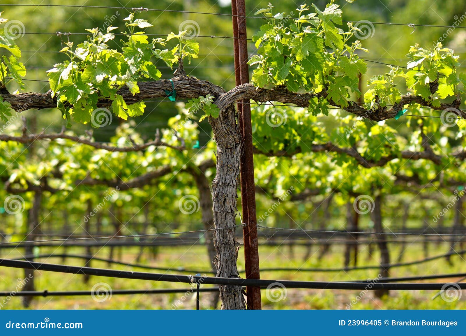 Vineyard in the Spring stock image. Image of soil, grapevine - 23996405