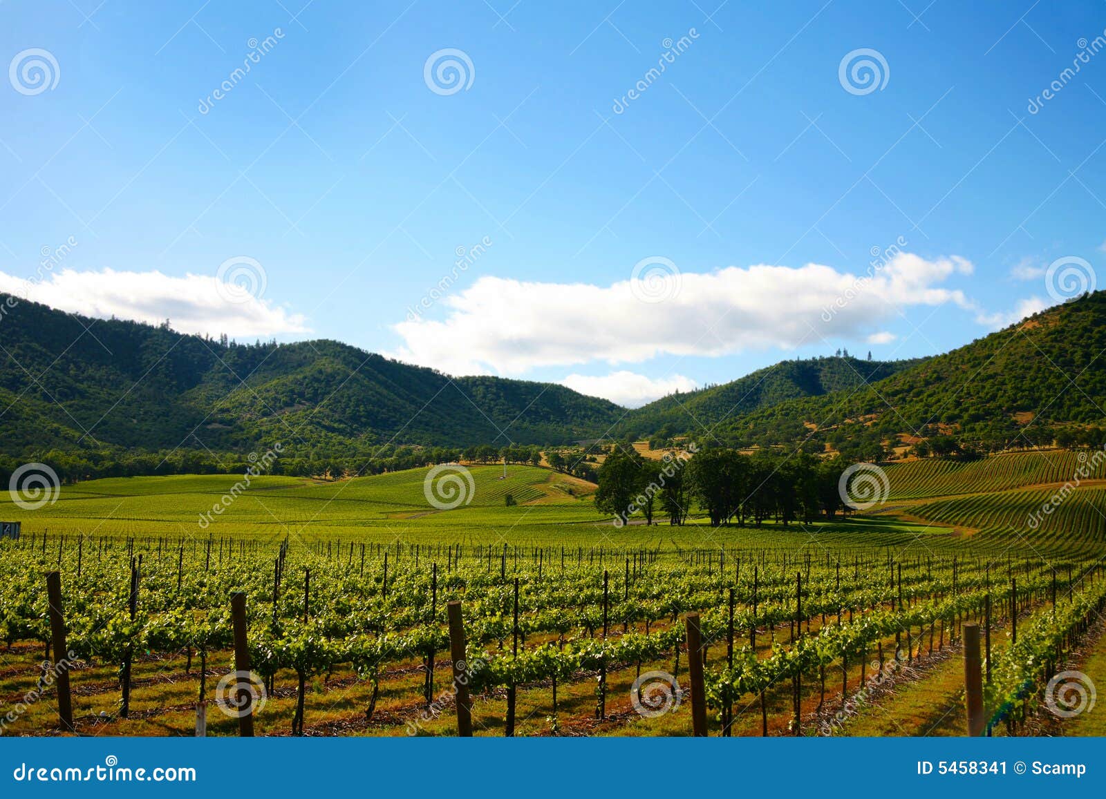 Vineyard in Spring stock image. Image of country, nutritious - 5458341