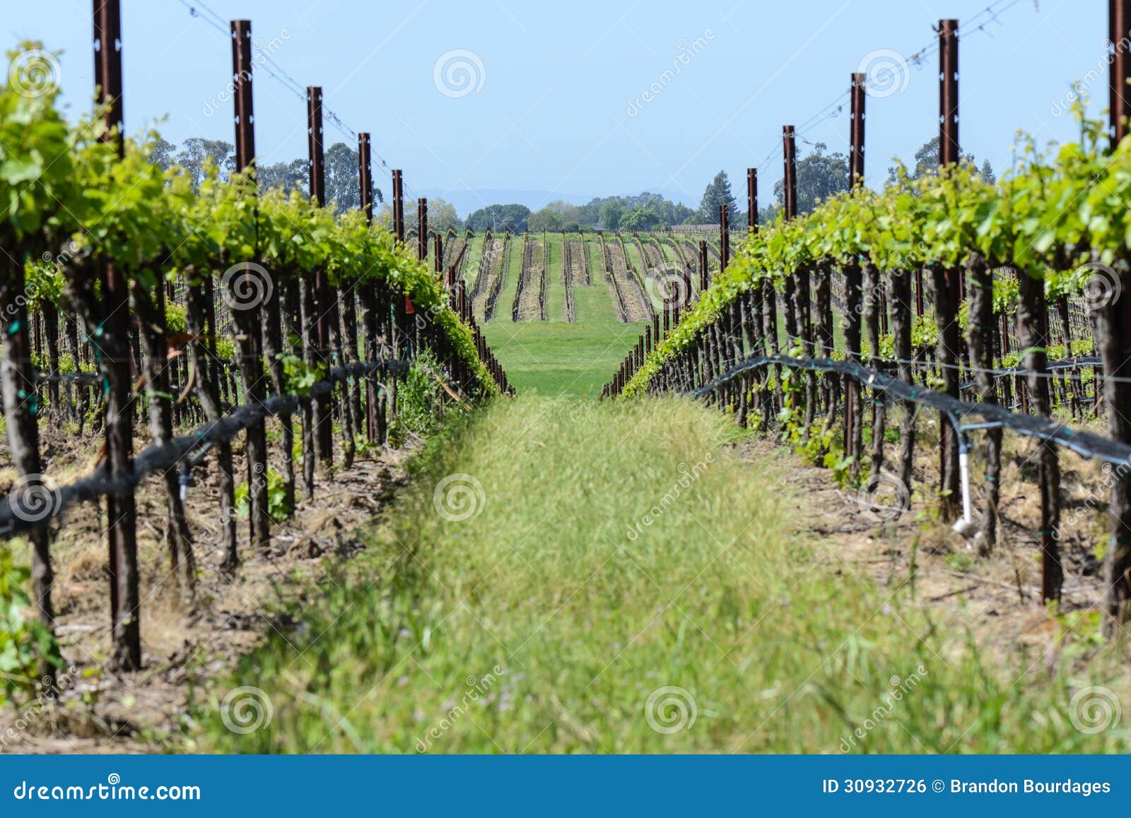Vineyard in Spring stock photo. Image of grapes, farm - 30932726